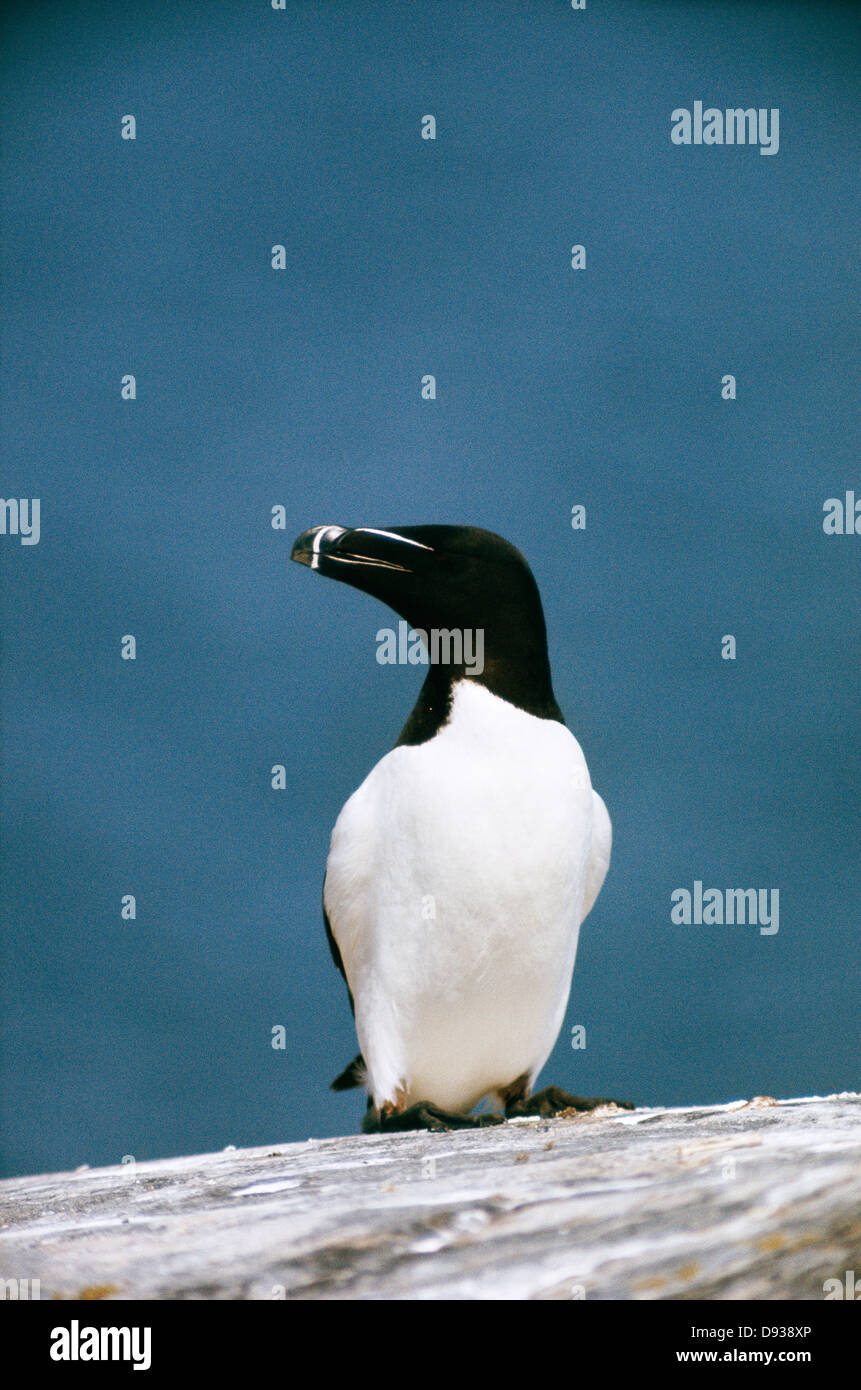 A razorbill hi-res stock photography and images - Alamy