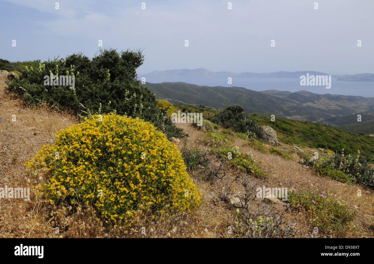 Mediterranean shrubland hi-res stock photography and images - Alamy