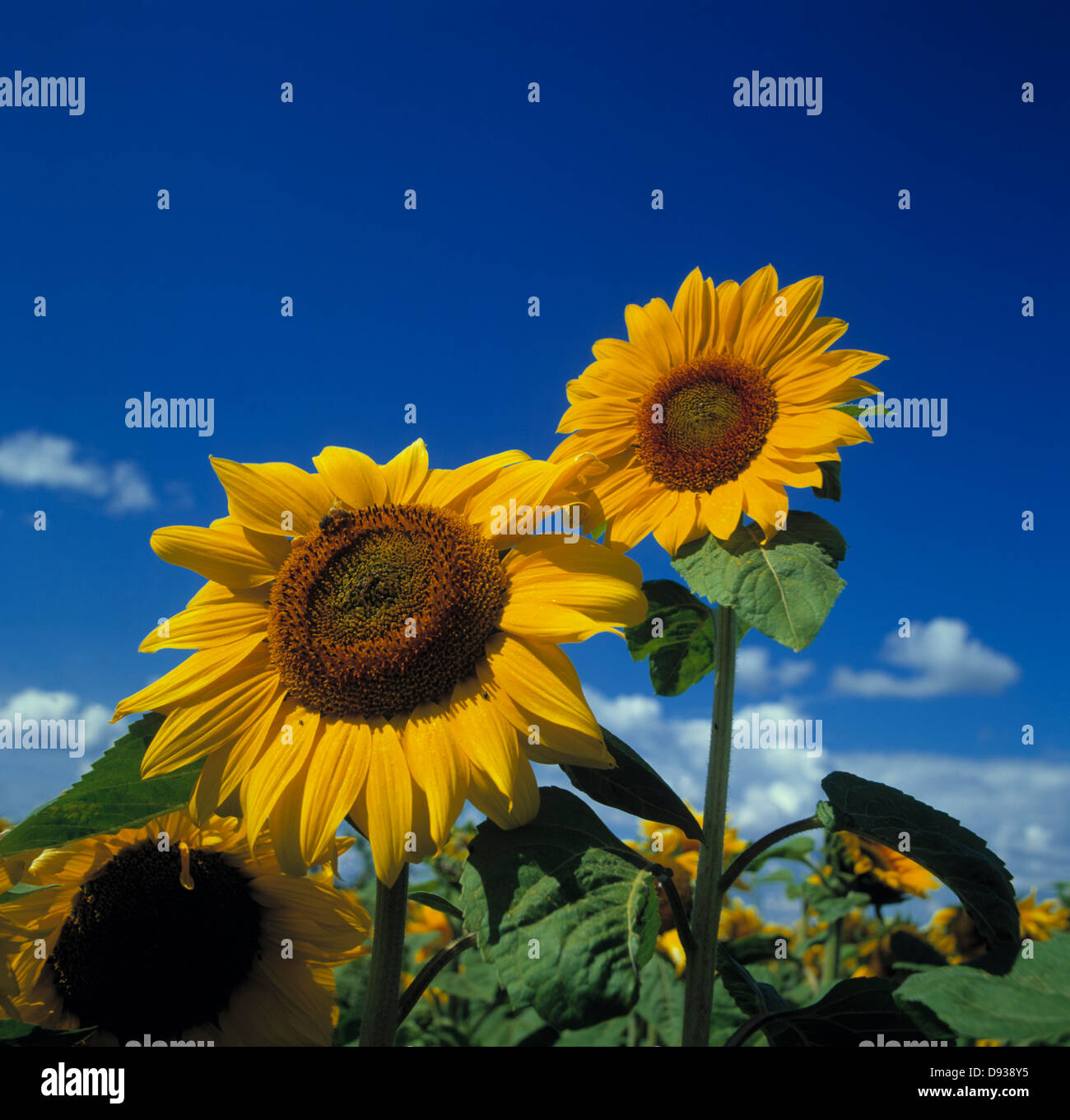 Sun fllowers, sweden Stock Photo - Alamy