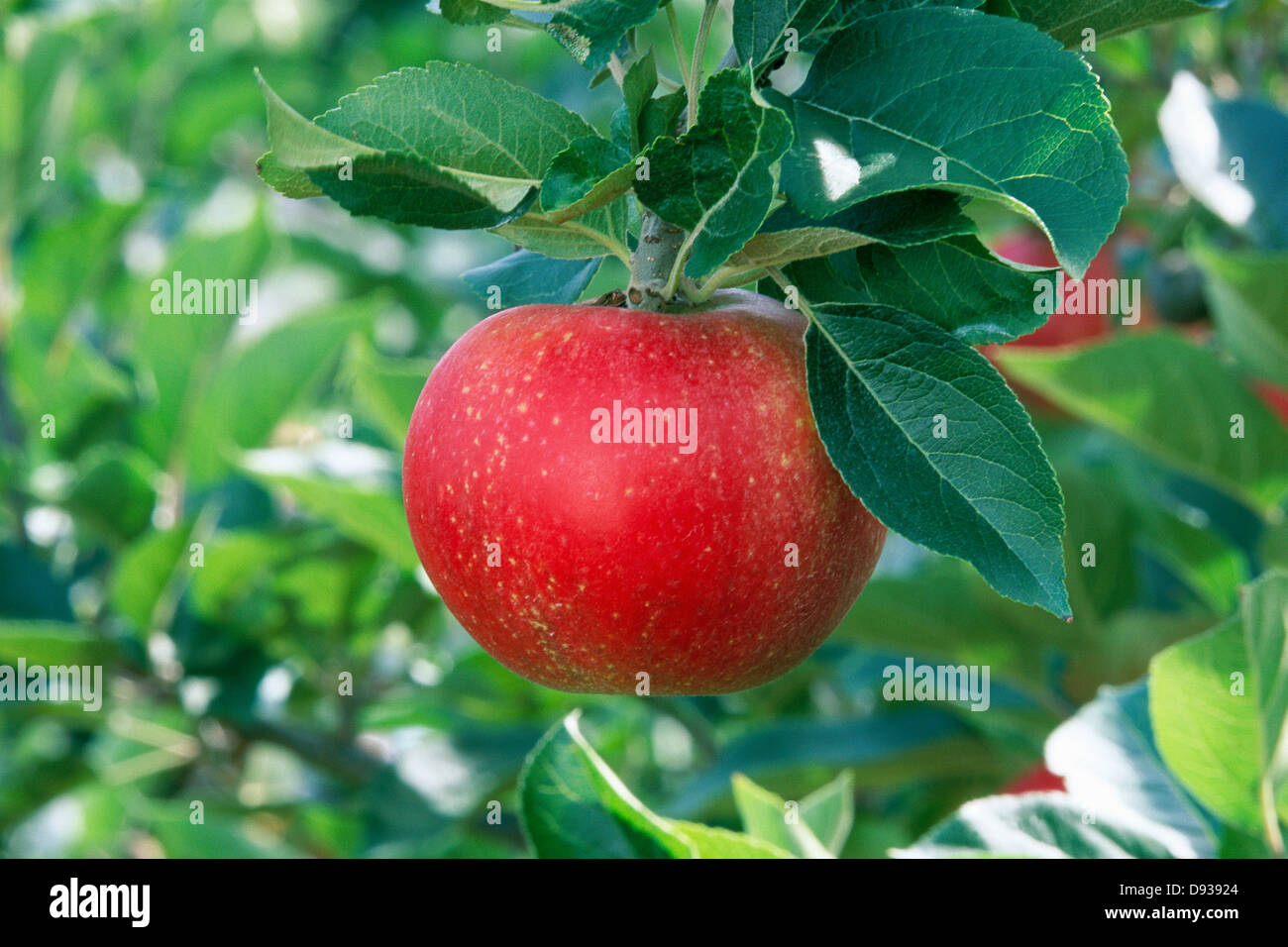 Apple in a tree Stock Photo - Alamy