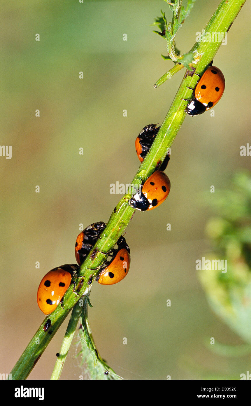 Seven spot ladybirds hi-res stock photography and images - Alamy