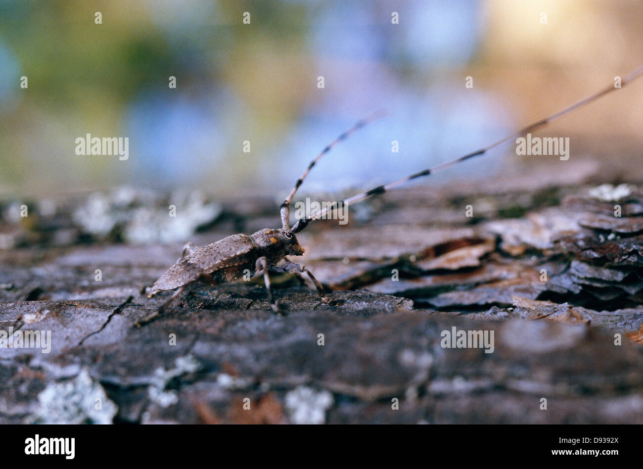 A timber beetle, close-up Stock Photo - Alamy