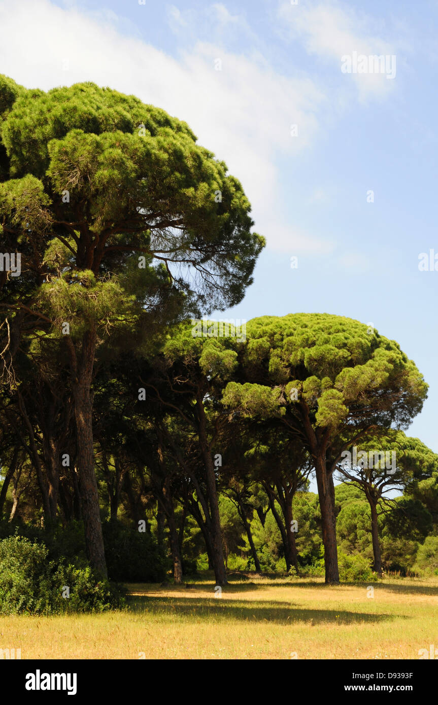 Stone Pine, Pinus pinea, near Patras, Peloponnese, Greece Stock Photo ...