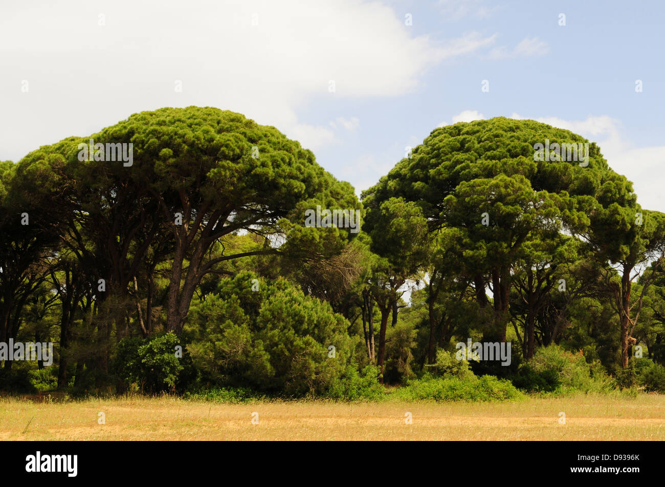 Stone Pine, Pinus pinea, near Patras, Peloponnese, Greece Stock Photo ...
