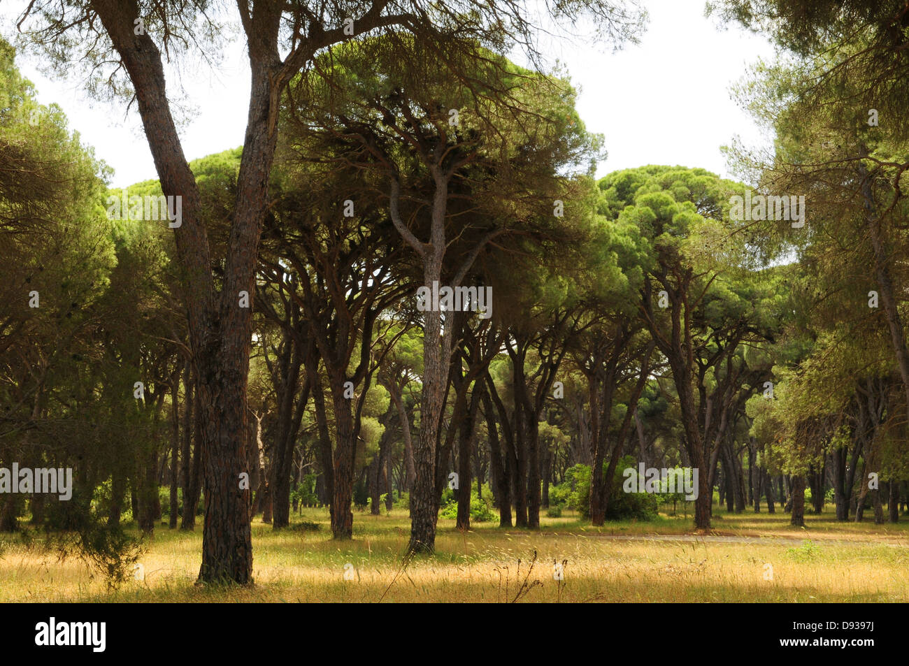 Pinus pinea umbrella pine hi-res stock photography and images - Alamy
