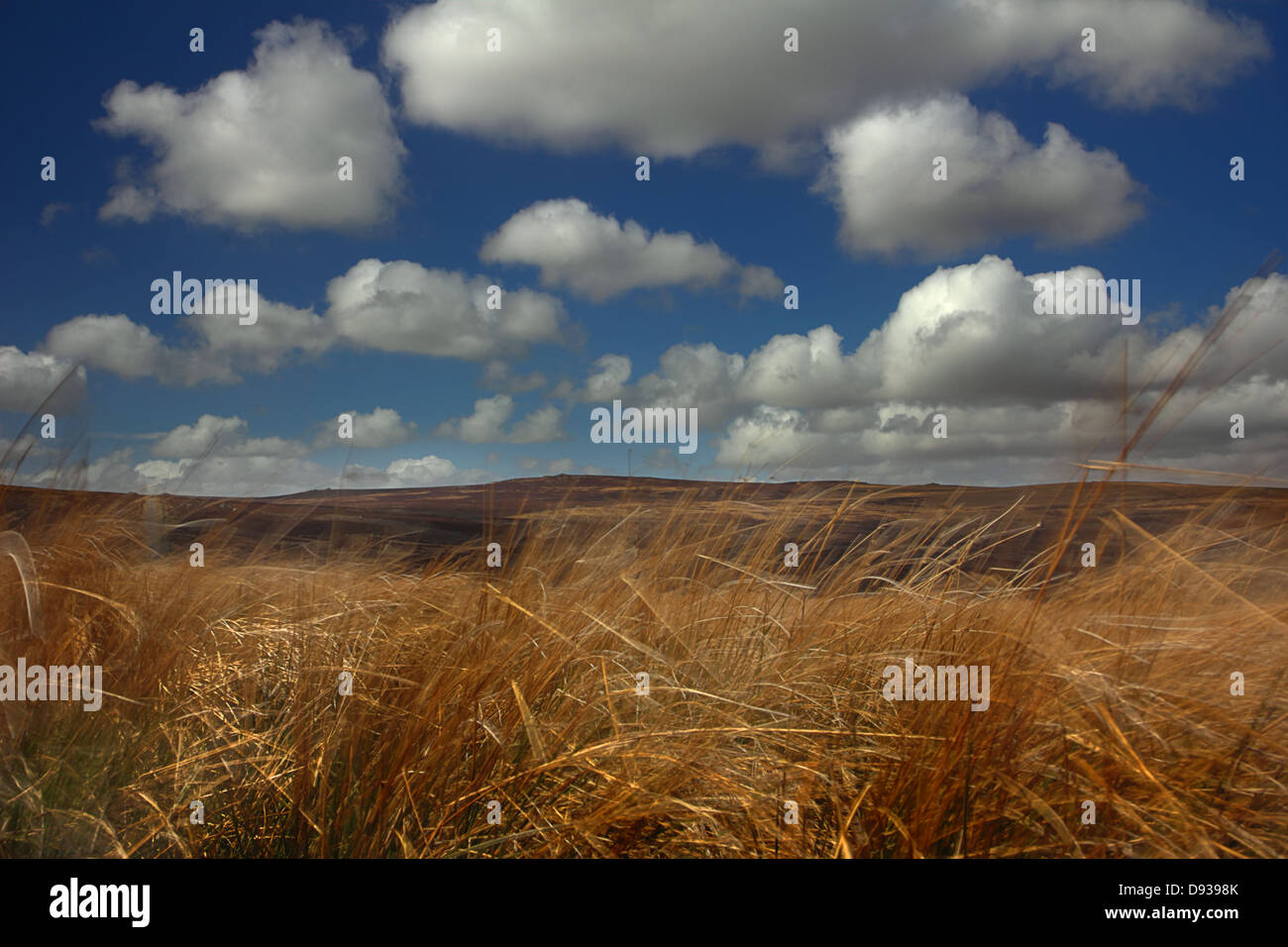 Reeds blowing in wind hi-res stock photography and images - Alamy