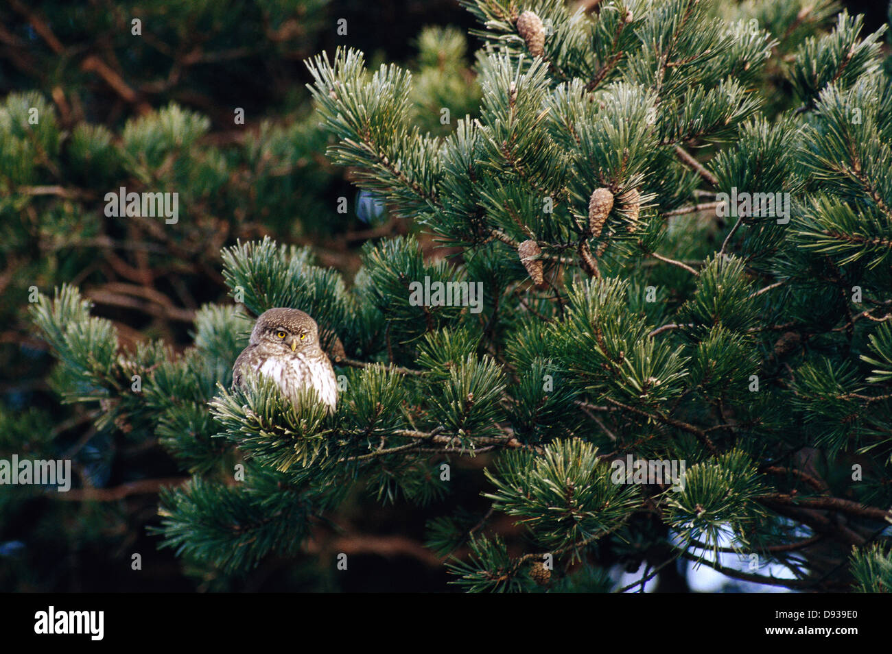 A pygmy owl Stock Photo - Alamy