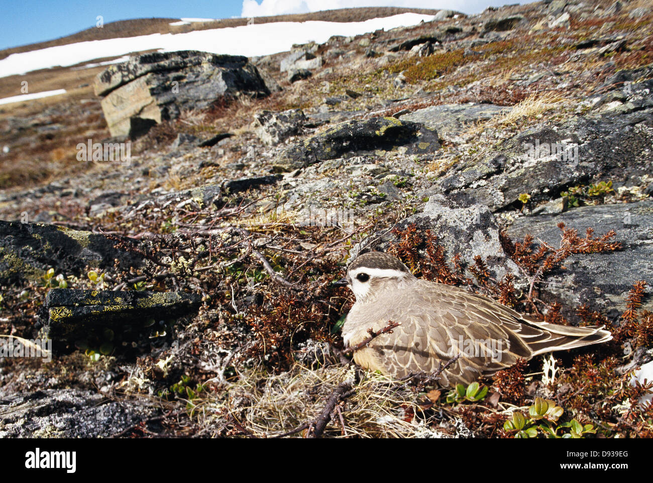 Dotterel nest hi-res stock photography and images - Alamy