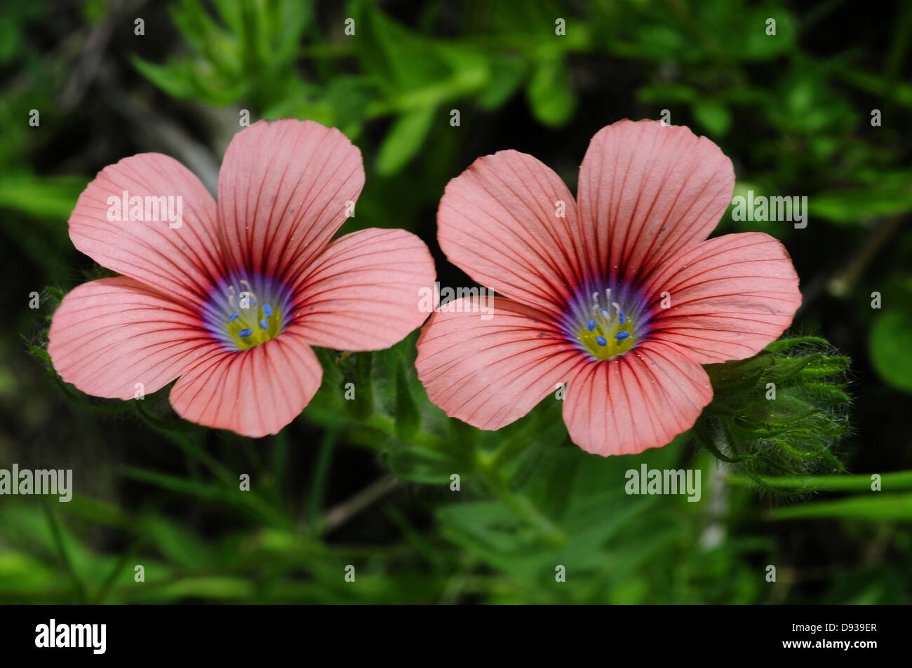 Linum pubescens hi-res stock photography and images - Alamy