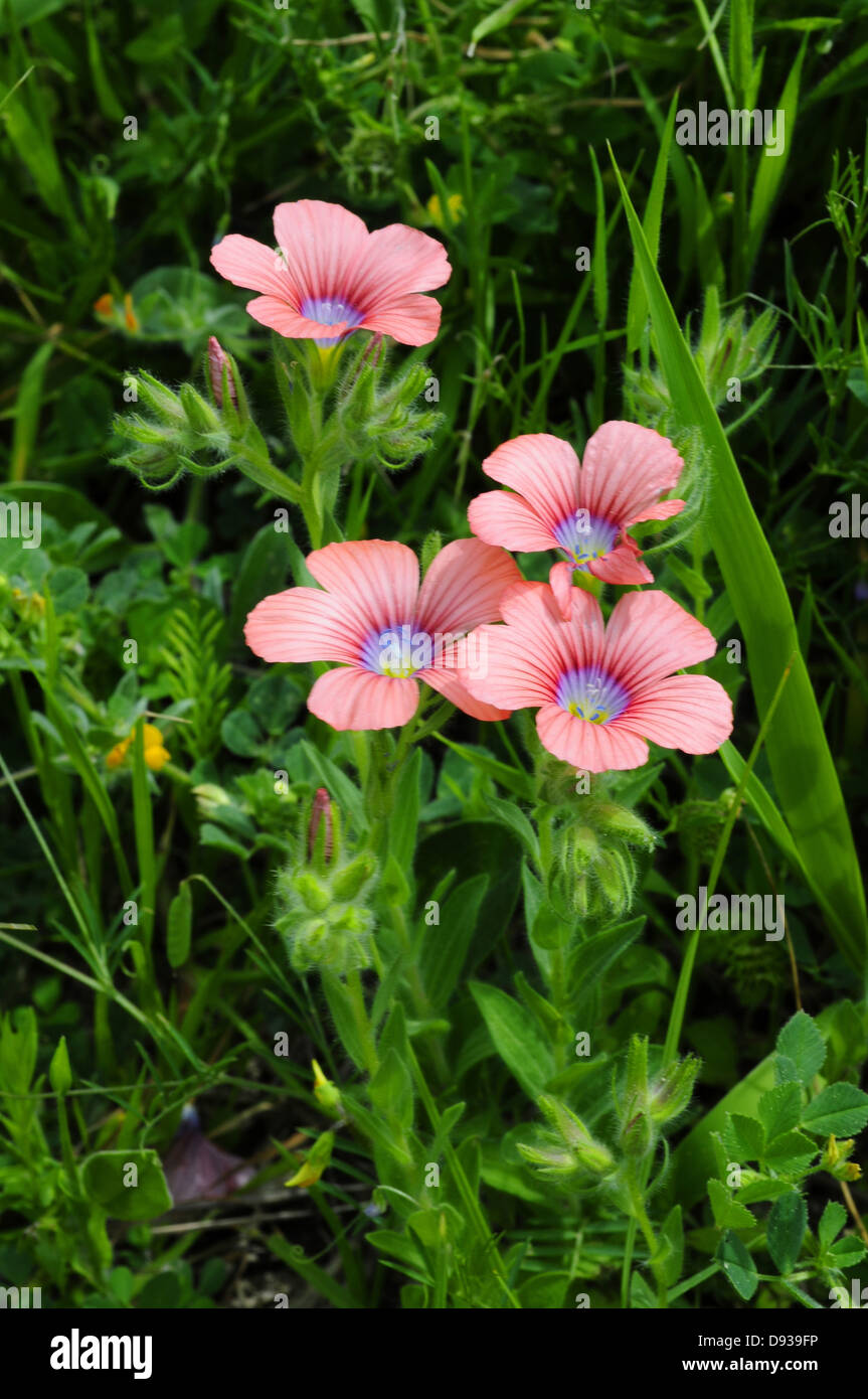 Linum pubescens, Peloponnese, Greece Stock Photo - Alamy