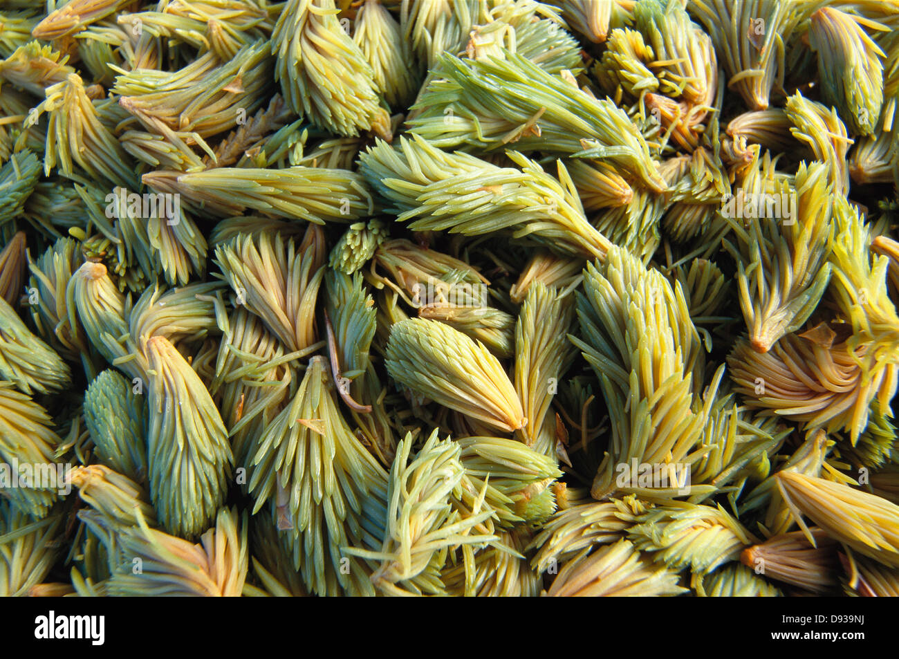 Lappish food: spruce sprouts Stock Photo - Alamy