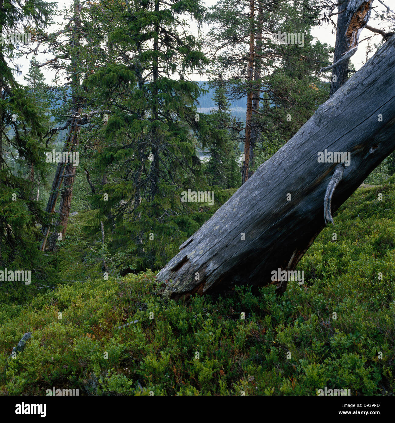 Tree trunk of a dead tree in the forest Stock Photo - Alamy
