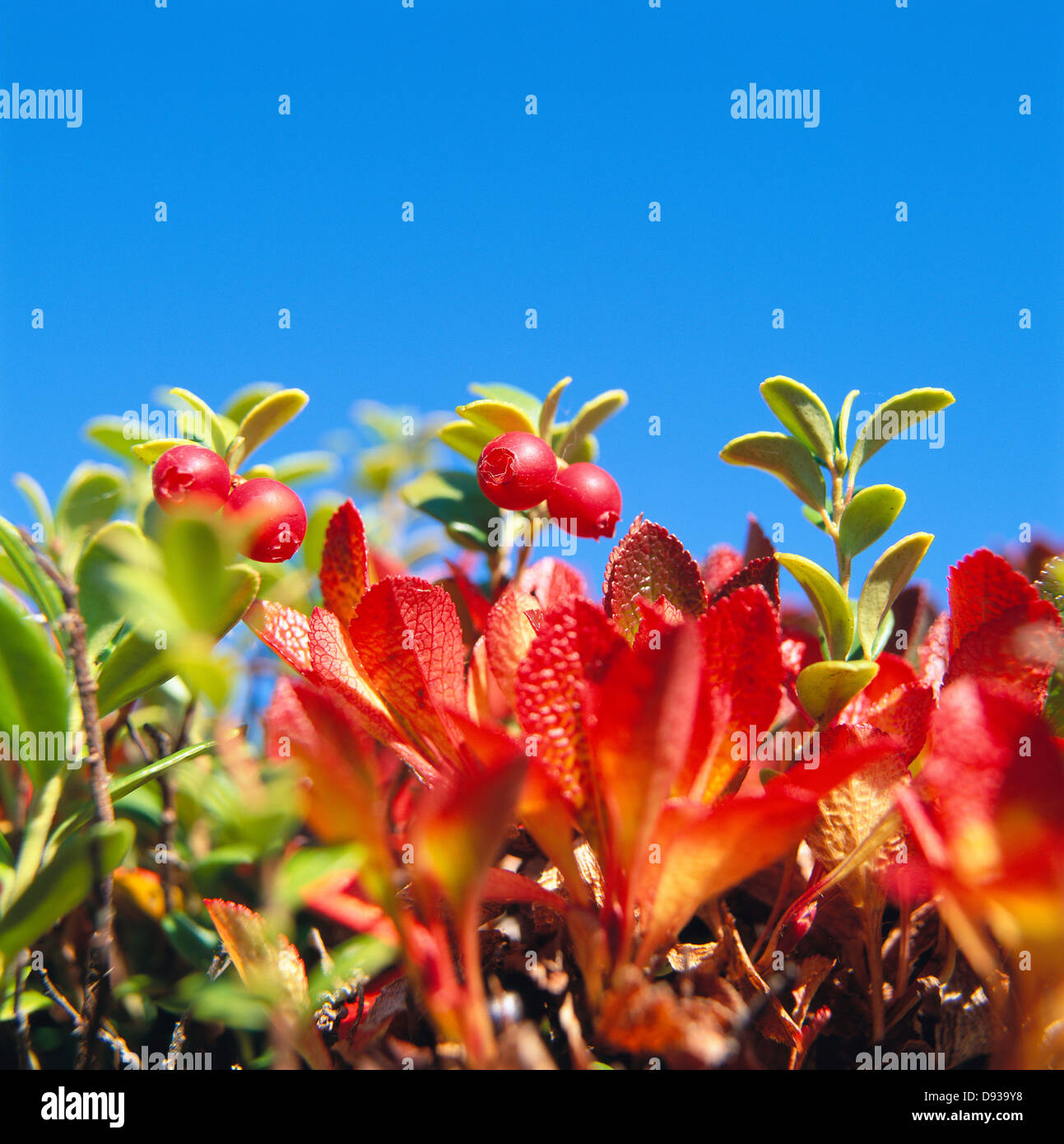 Bearberries hi-res stock photography and images - Alamy