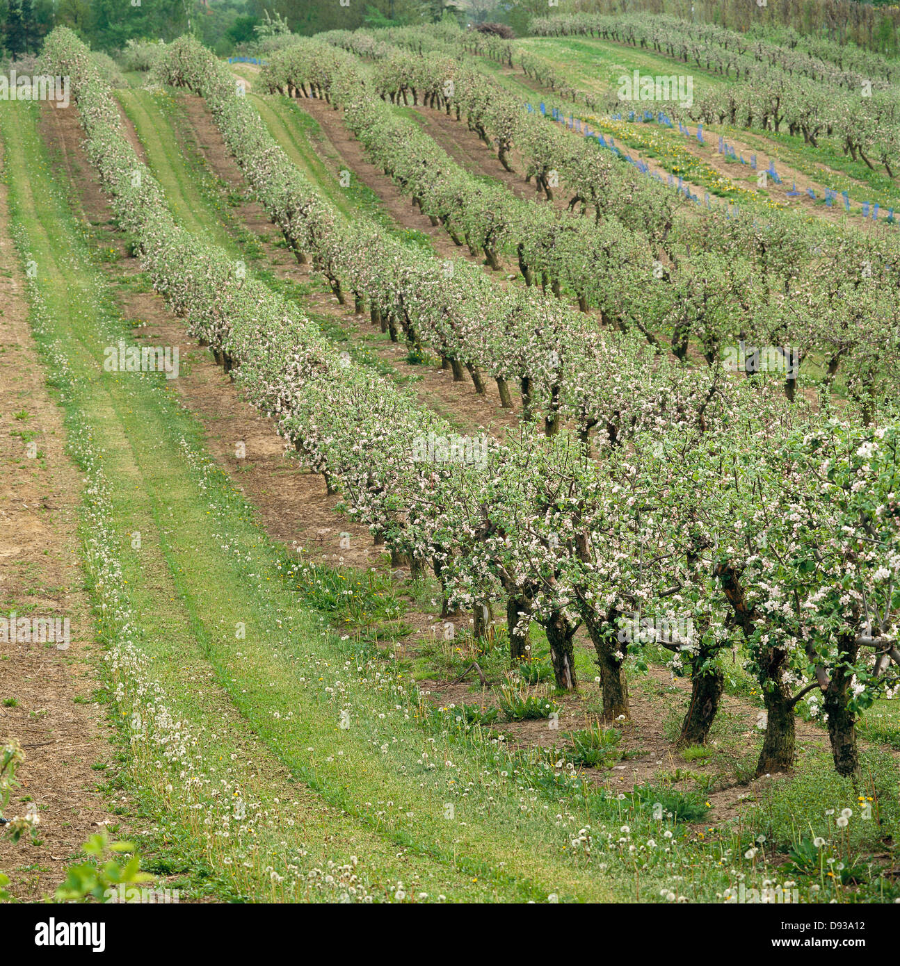 Fruit-trees in an orchard Stock Photo - Alamy