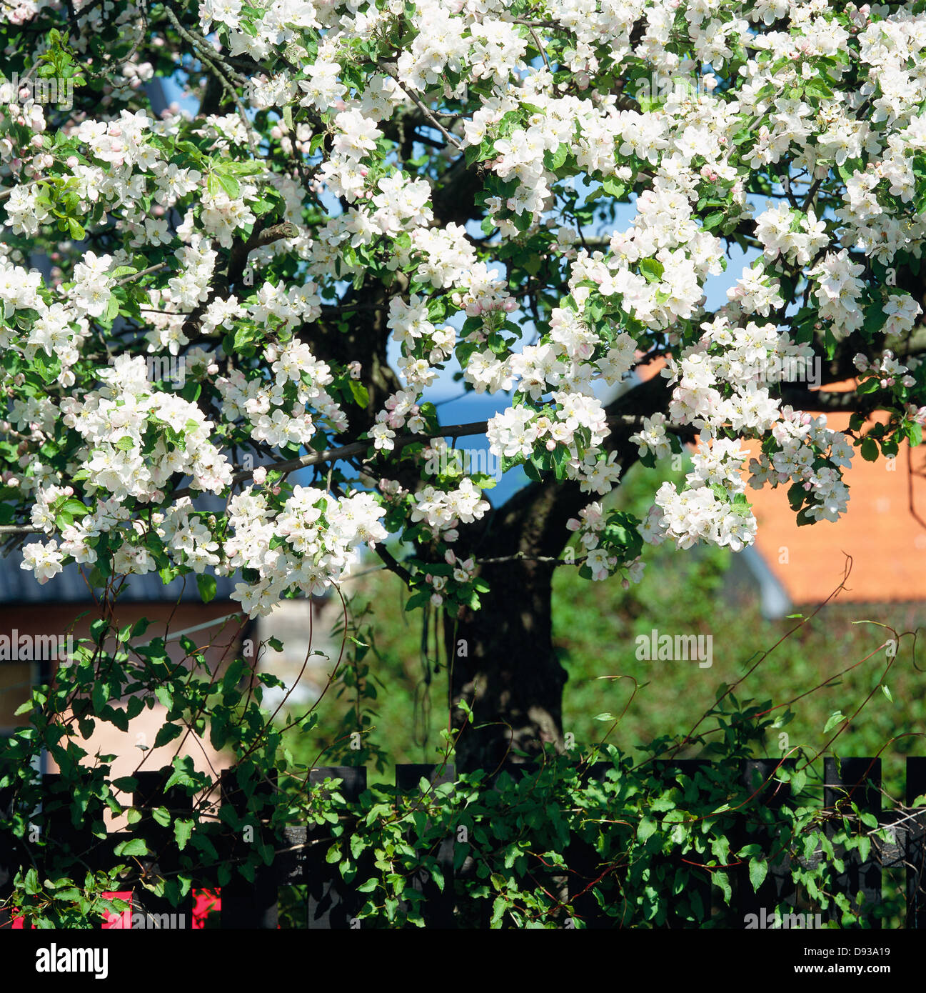 A flowering apple tree Stock Photo - Alamy