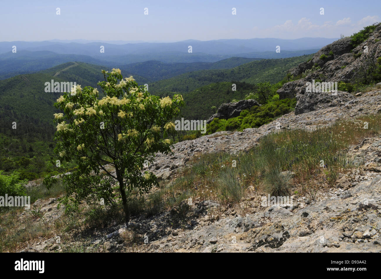 Manna Ash, Fraxinus ornus, View from Kapsaló Rock, Dadia Highland ...