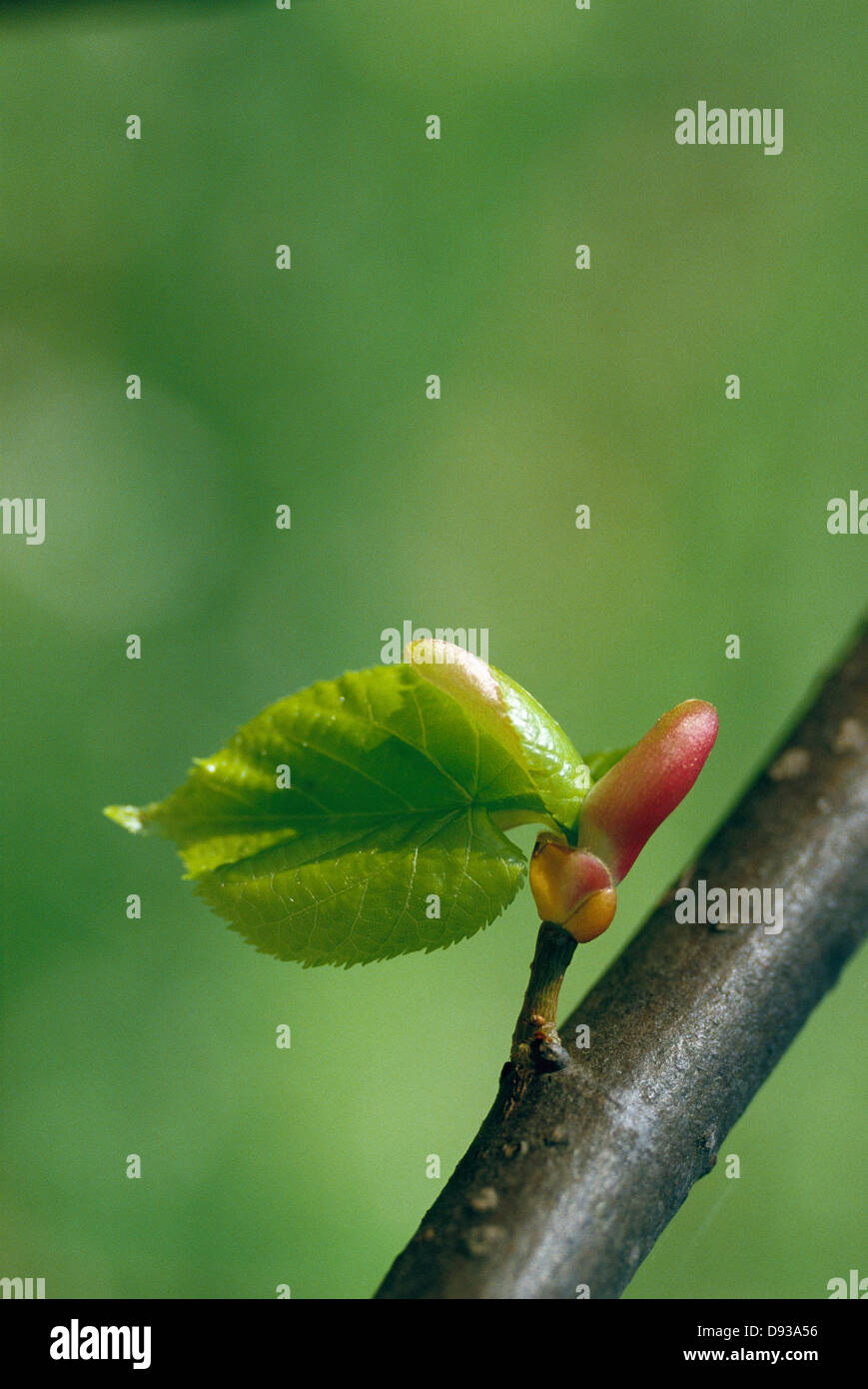 A sprout on an elm tree, close-up Stock Photo - Alamy