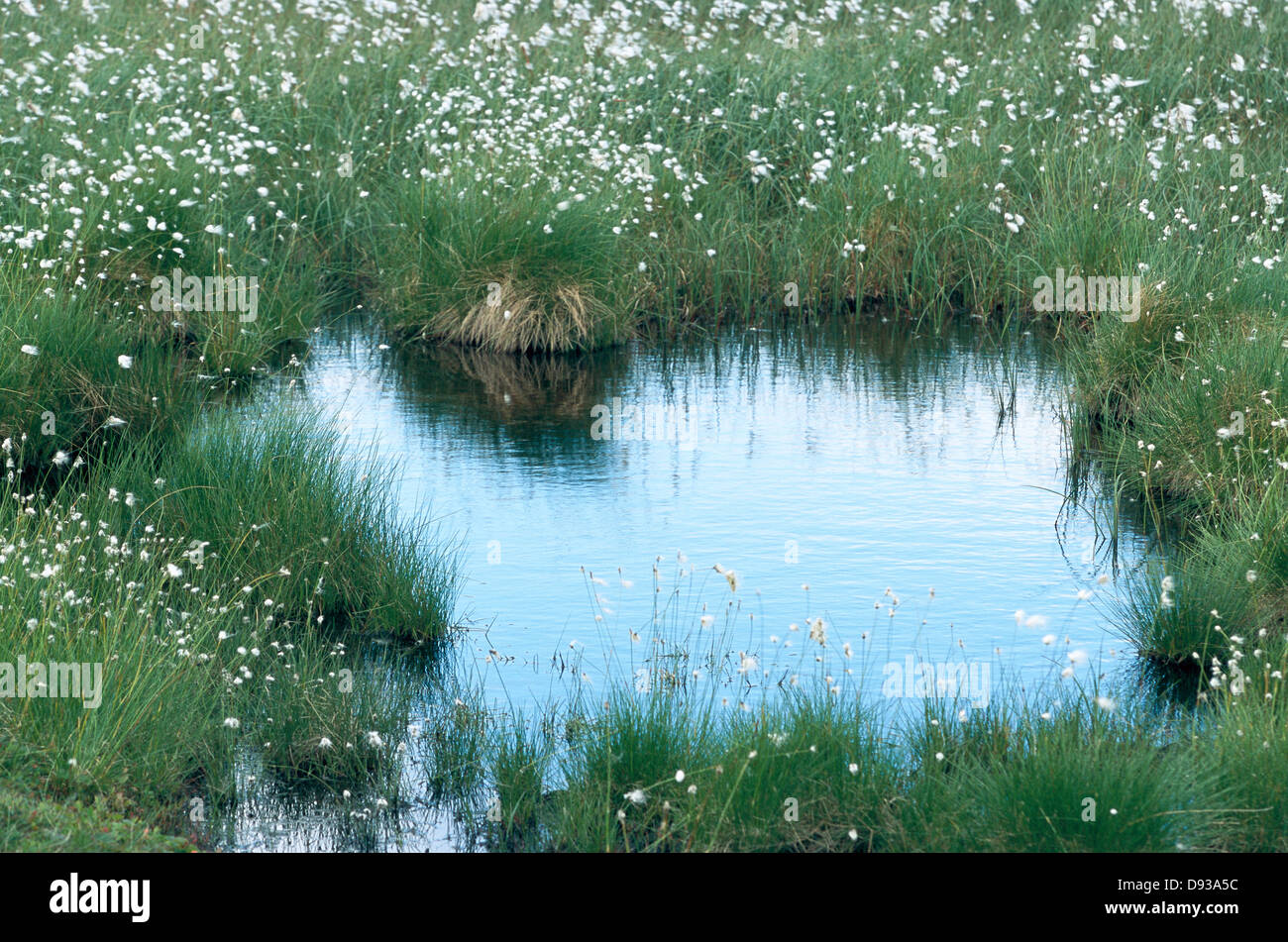 A pool of water in a swamp Stock Photo - Alamy