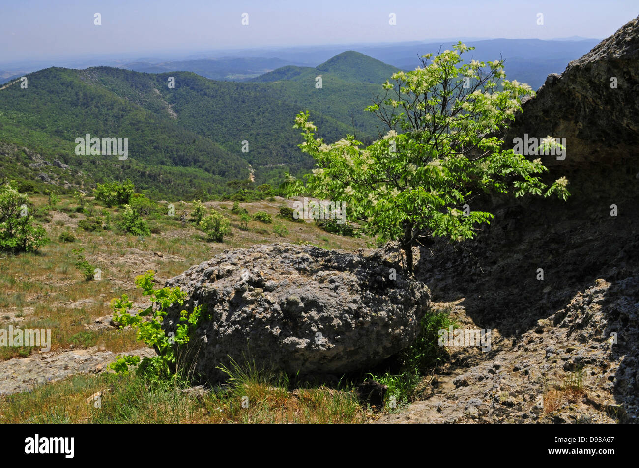 Dadia forest greece hi-res stock photography and images - Alamy