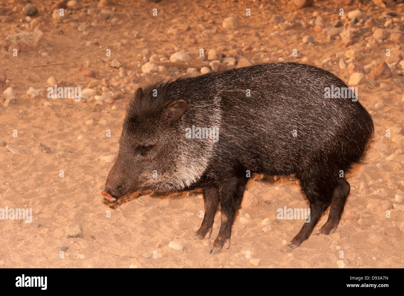 Collared Peccary (Pecari tajacu Stock Photo - Alamy