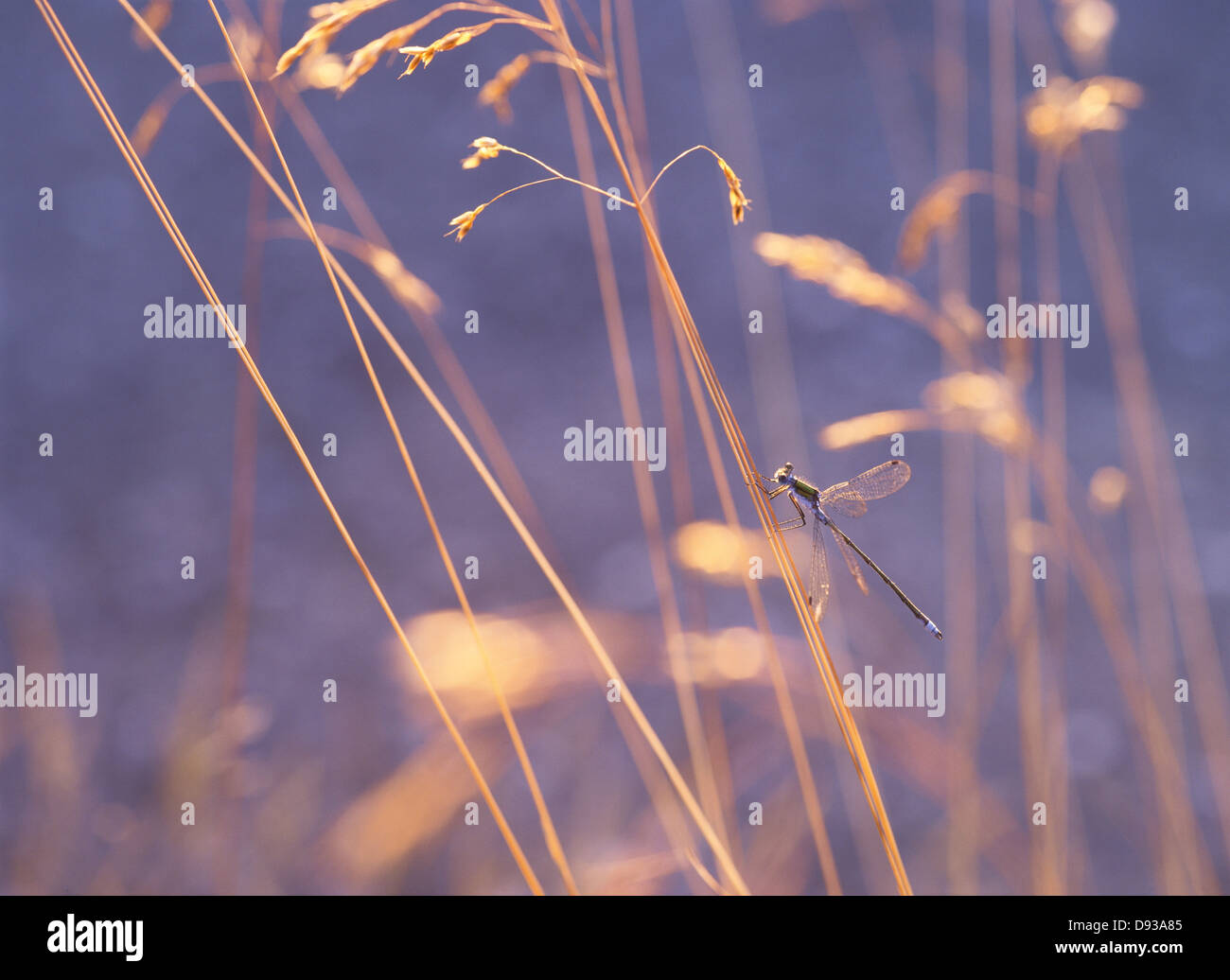 A dragonfly on a grass straw Stock Photo - Alamy