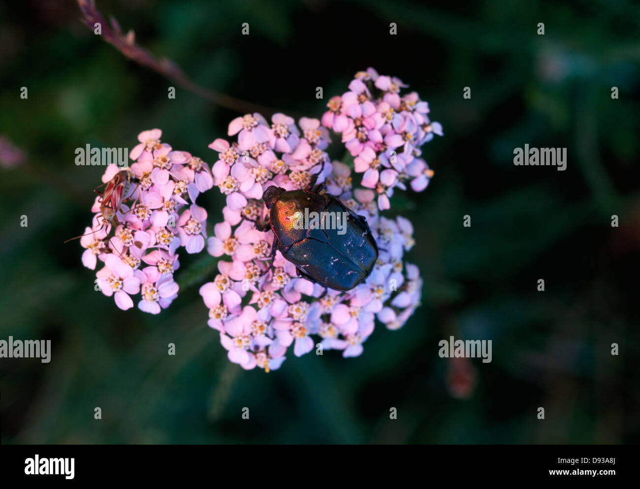 Ram beetle hi-res stock photography and images - Alamy