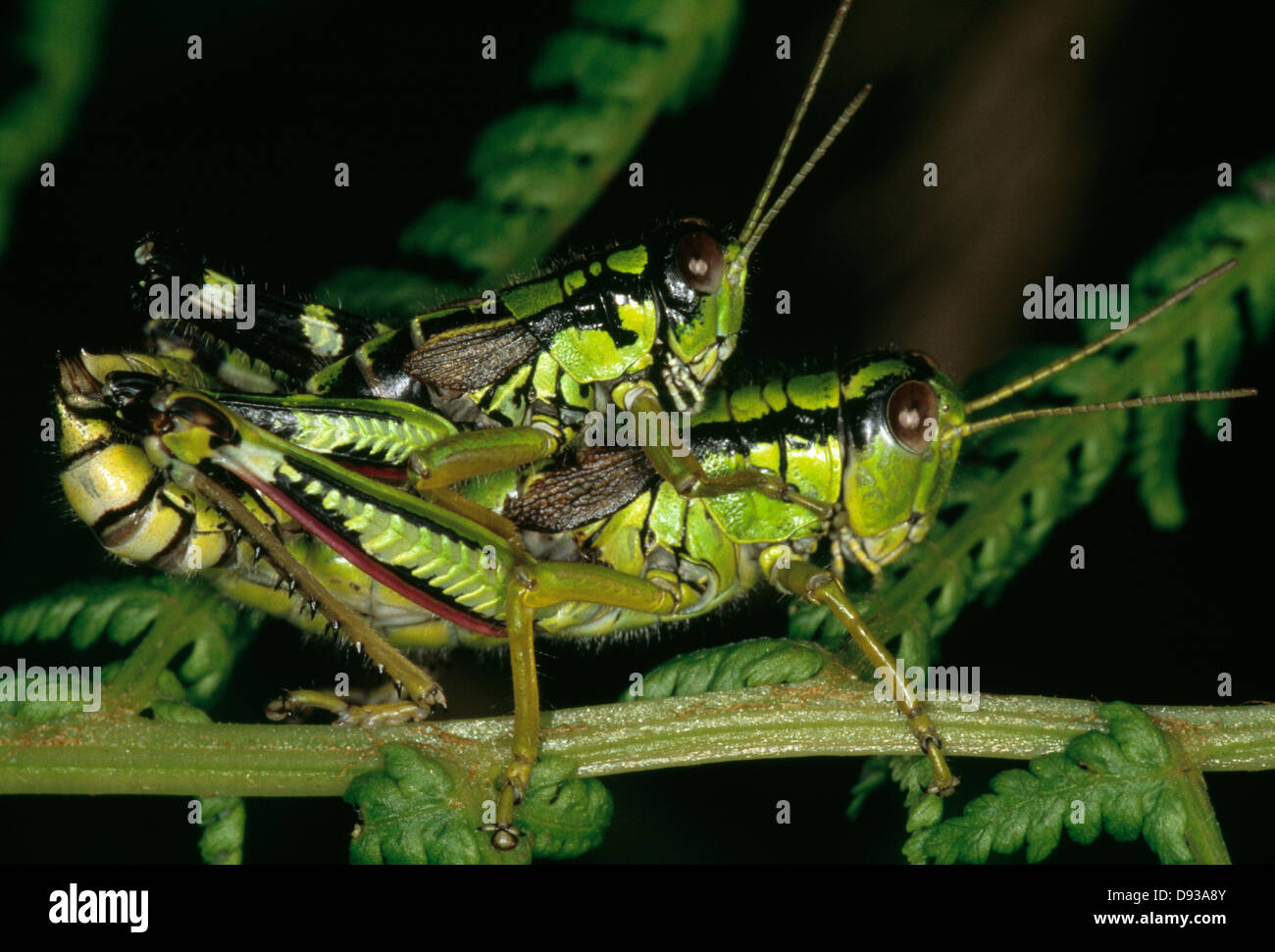 Mating grasshoppers hi-res stock photography and images - Alamy