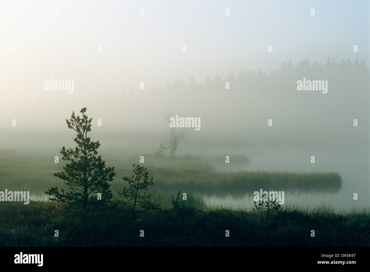 Fog over a swamp Stock Photo - Alamy