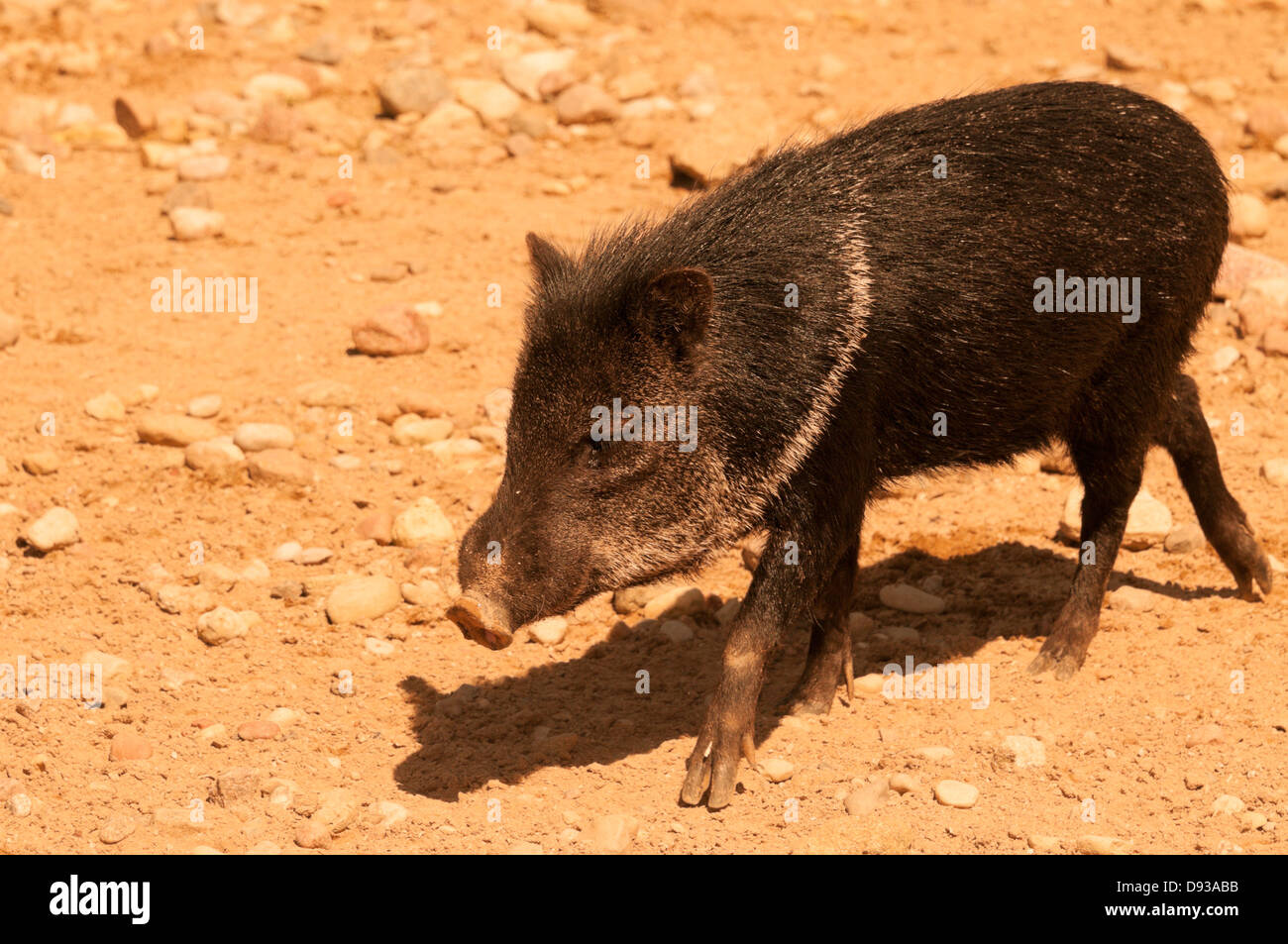 Pecari pig hi-res stock photography and images - Alamy
