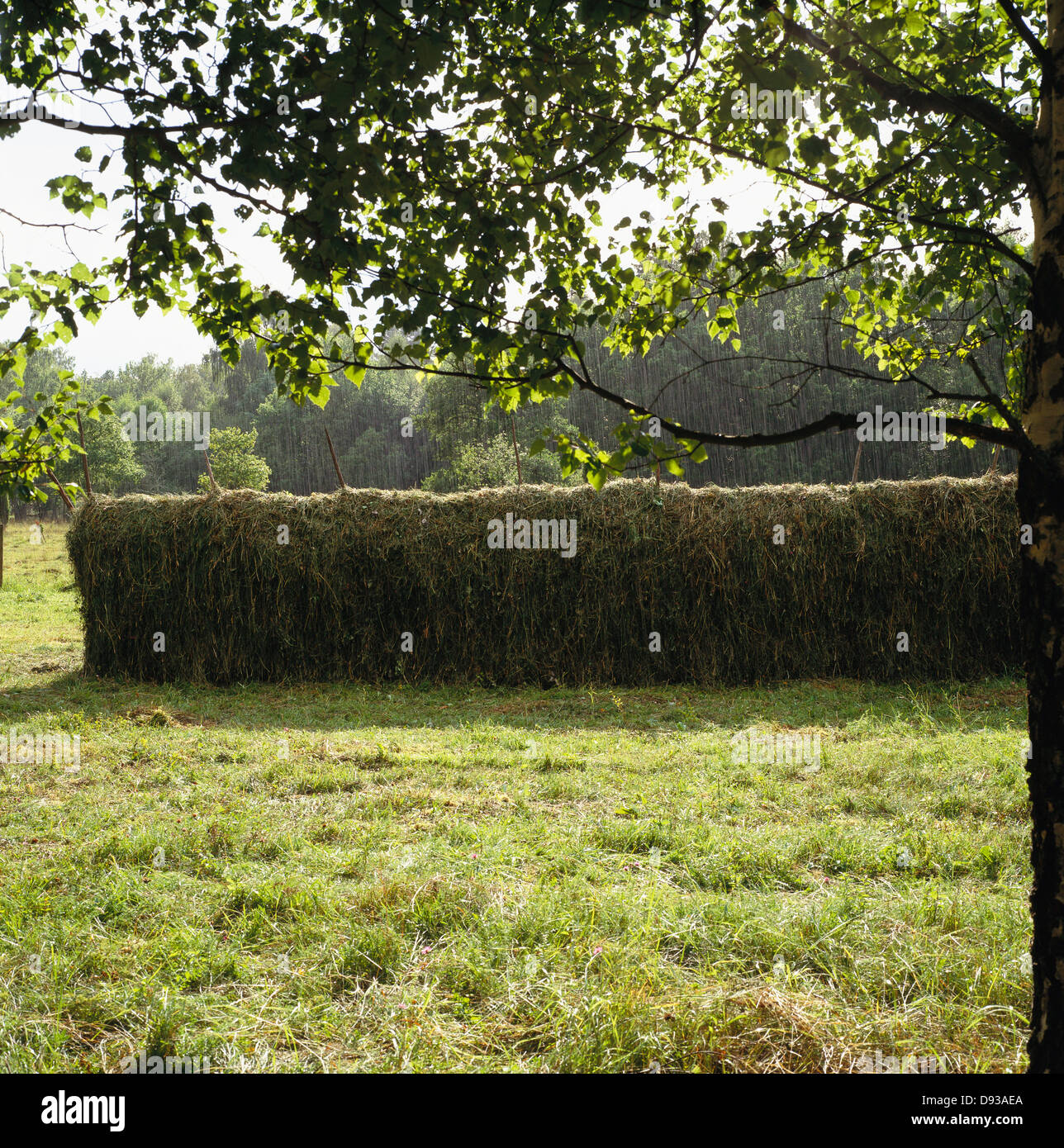 A hay-drying rack on grass Stock Photo - Alamy