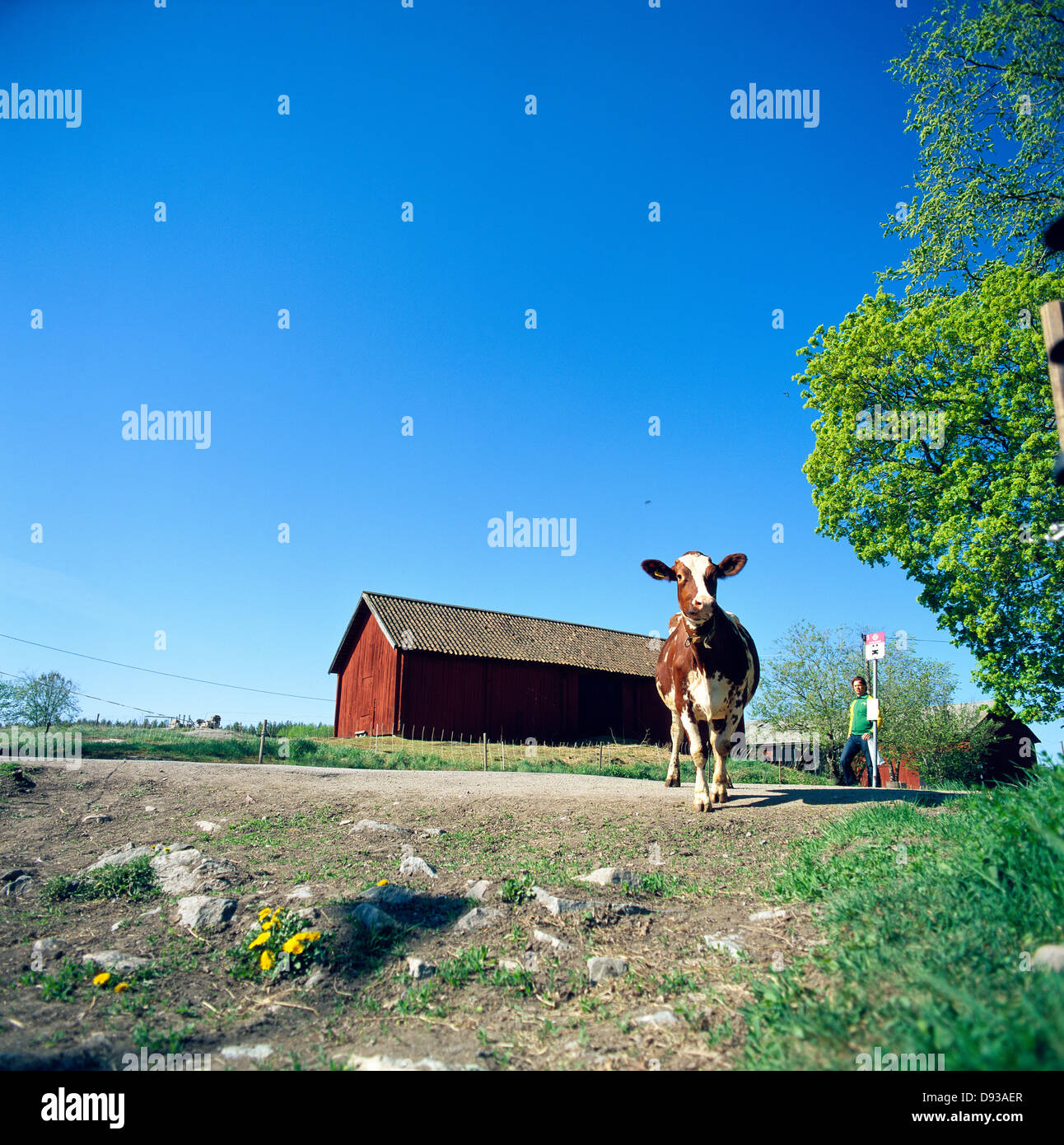 A cow by a farm Stock Photo - Alamy