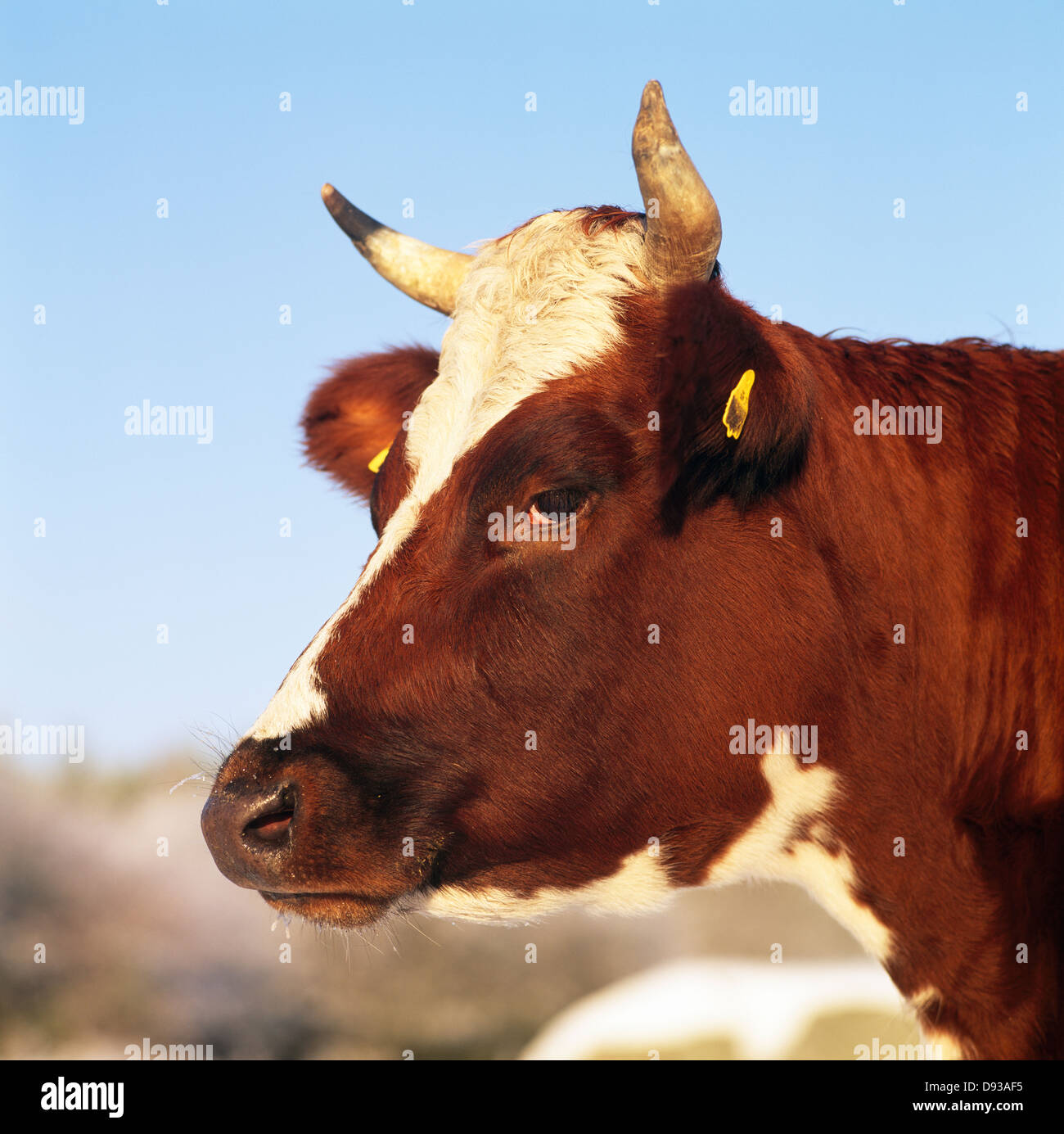 A cow, close-up Stock Photo - Alamy
