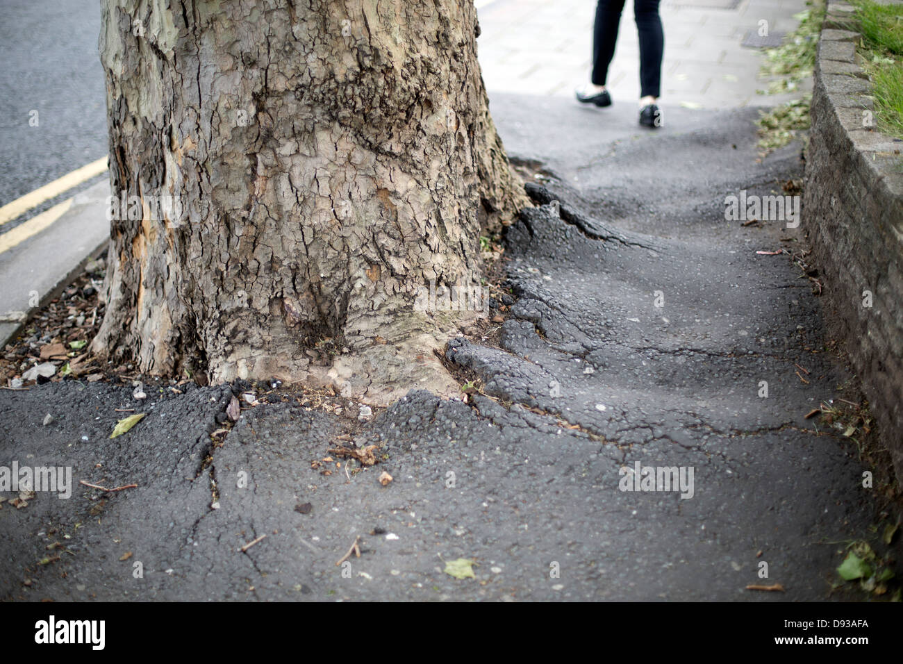 Huge tree truck disfiguring pavement roots lifting Stock Photo - Alamy