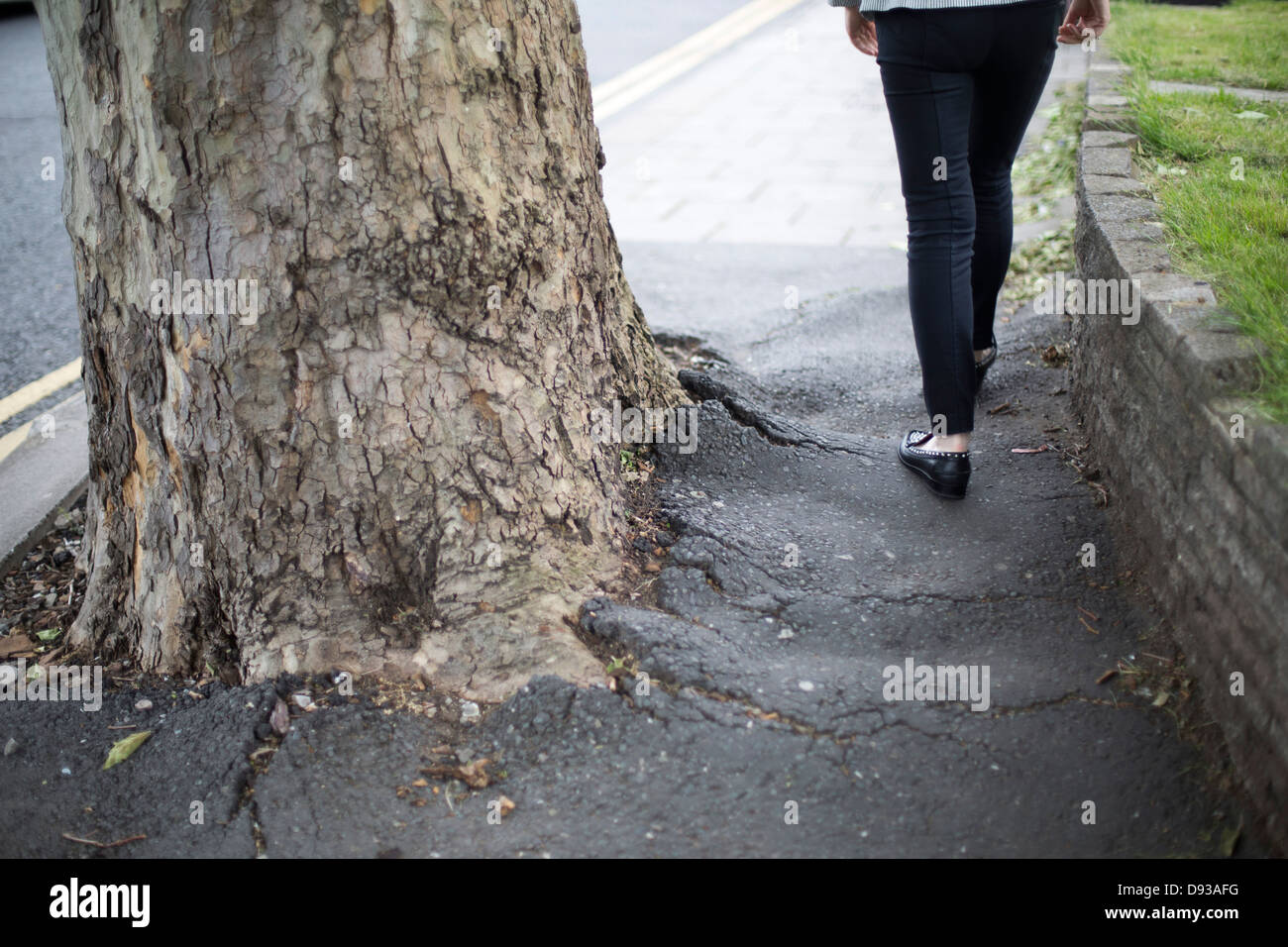 Tree roots damage pavement hi-res stock photography and images - Alamy