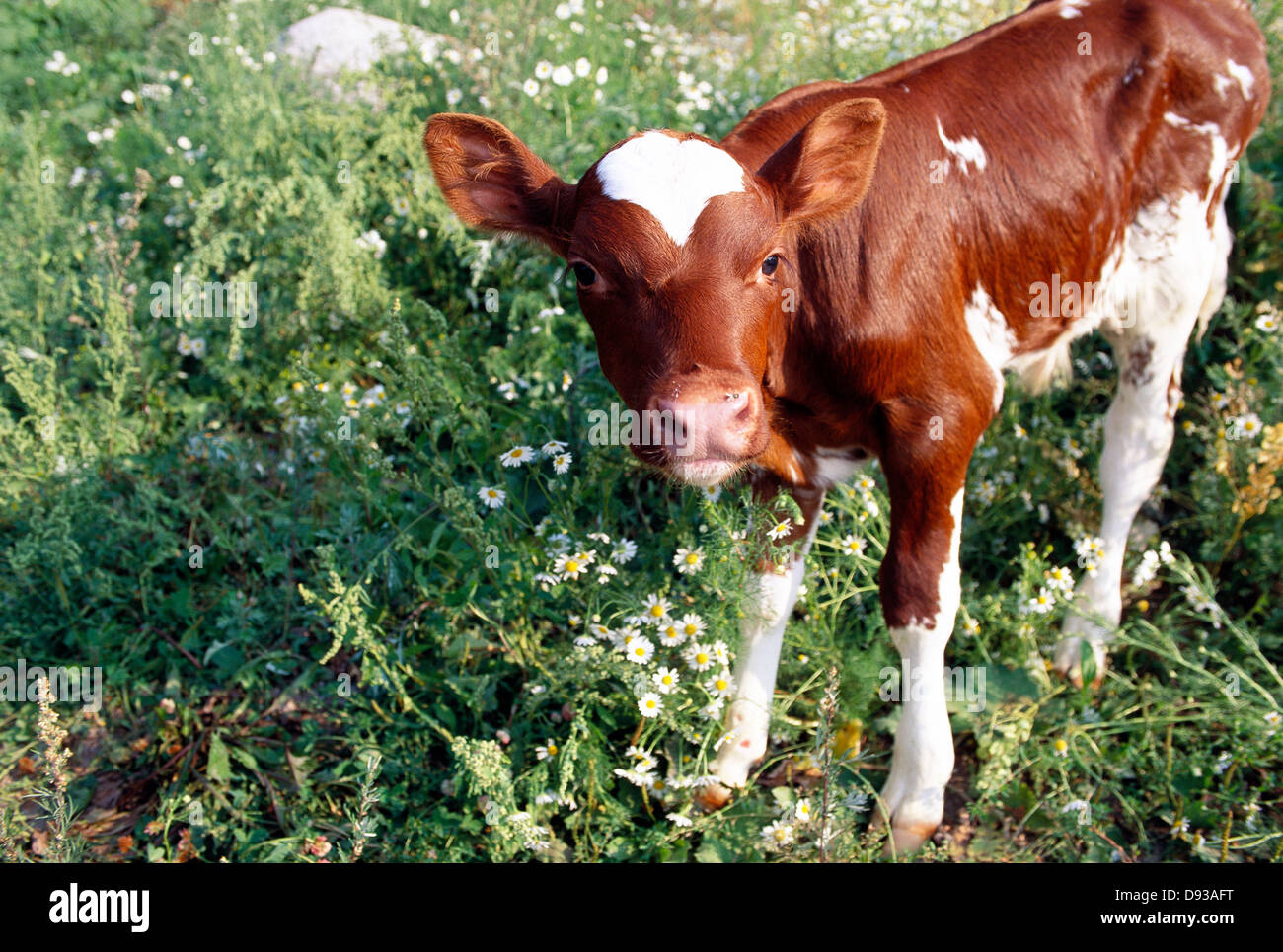 A calf in a pasture Stock Photo - Alamy
