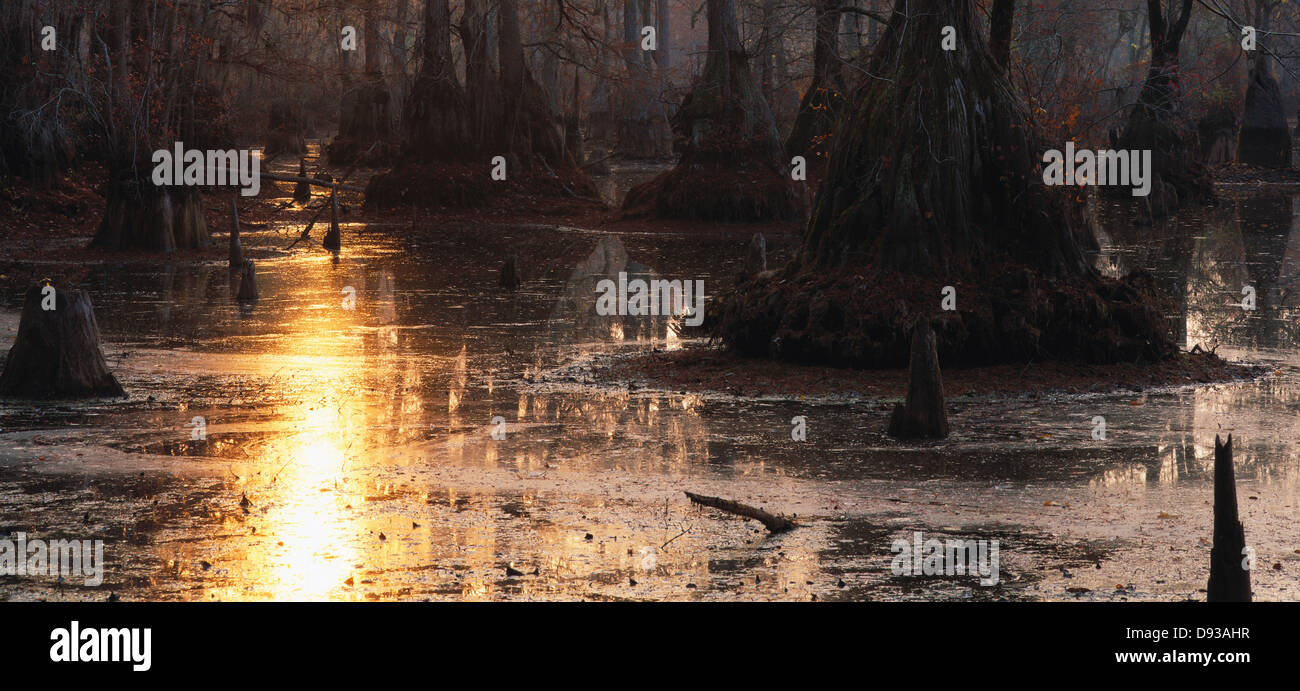 Sunrise at swamp Stock Photo - Alamy