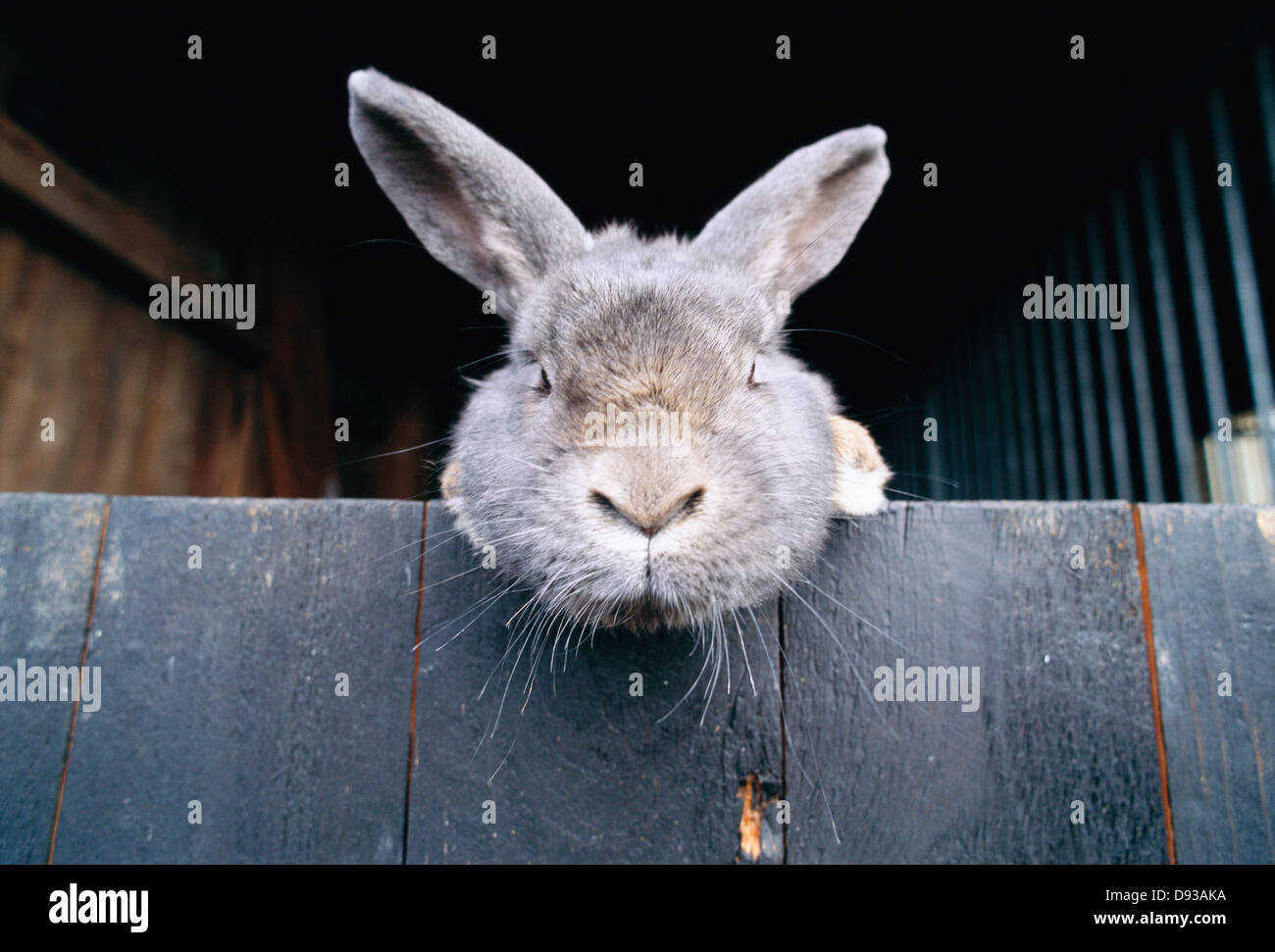 Rabbit on wooden gate Stock Photo - Alamy