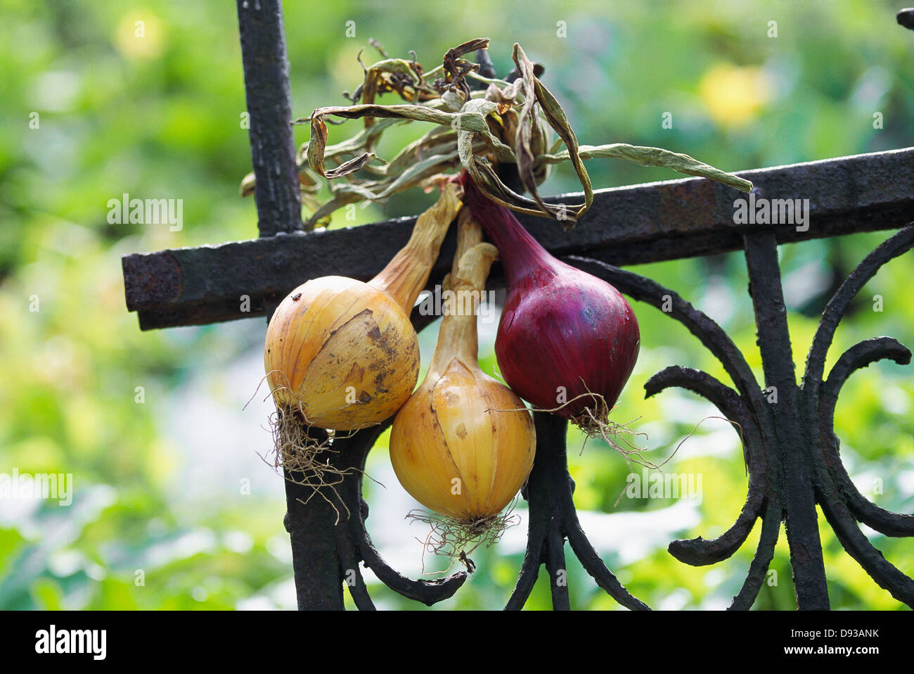 Onion on gate, close-up Stock Photo - Alamy