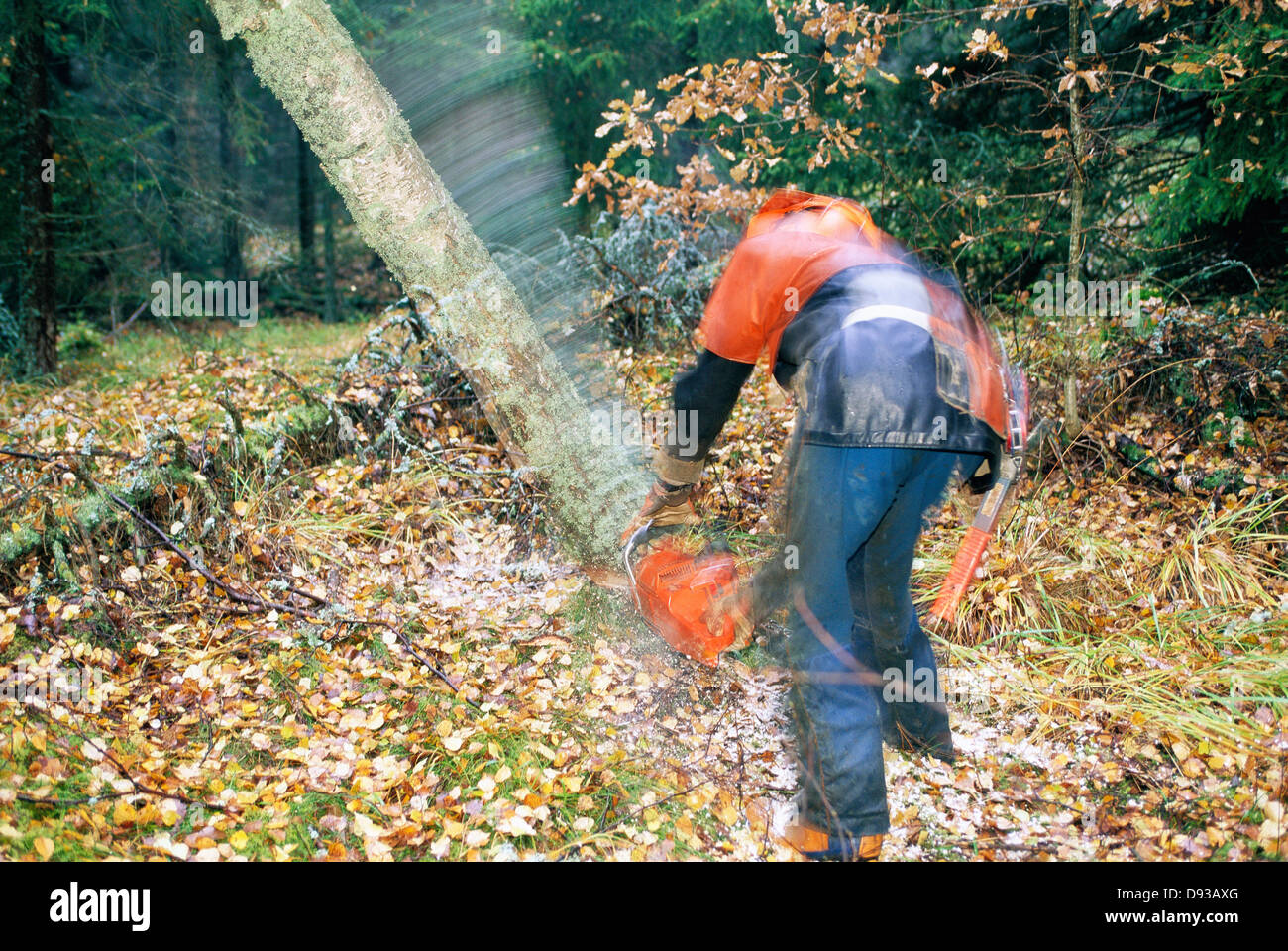 Man cutting down tree Stock Photo - Alamy