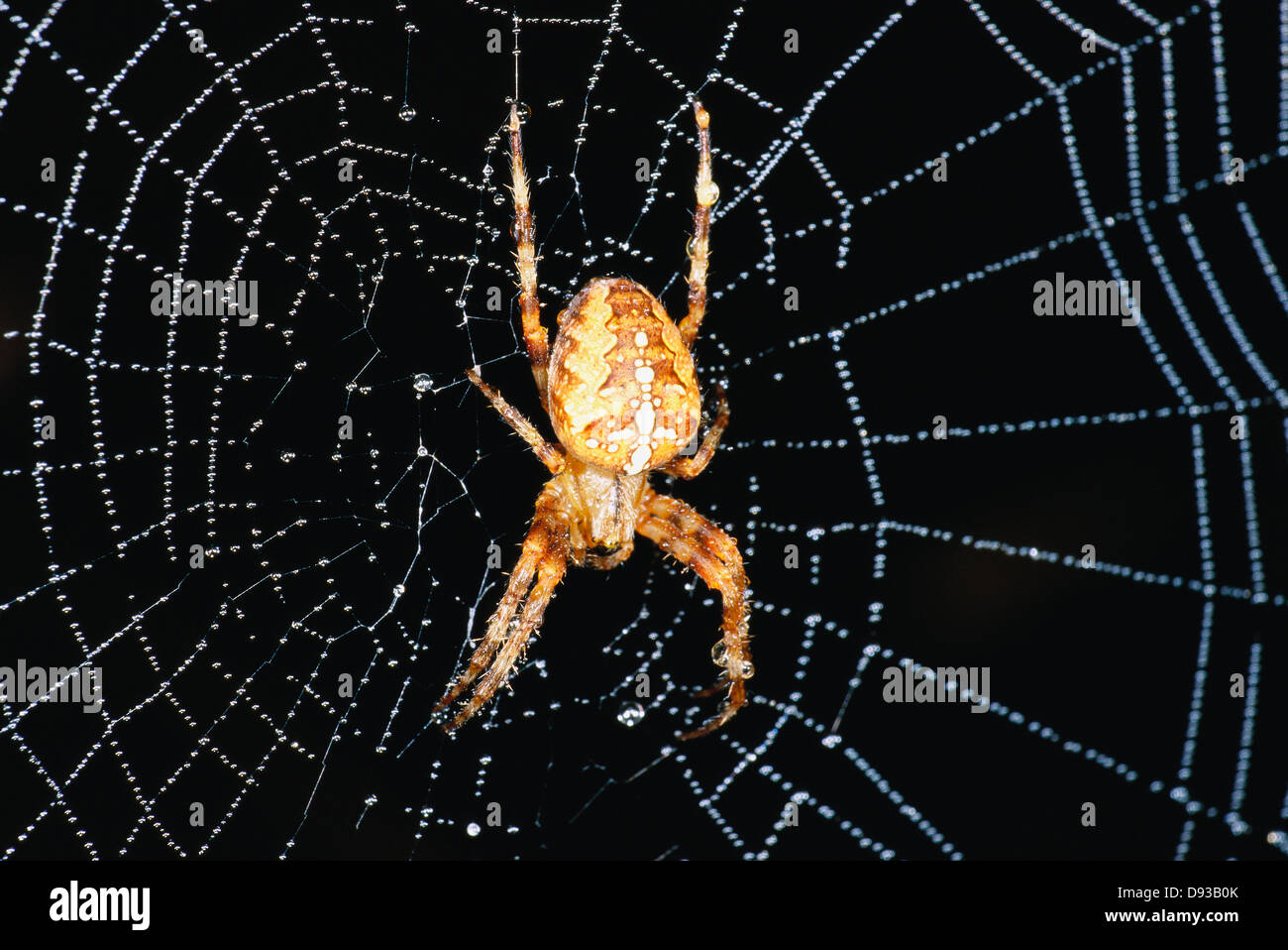 Spider on web, close-up Stock Photo - Alamy