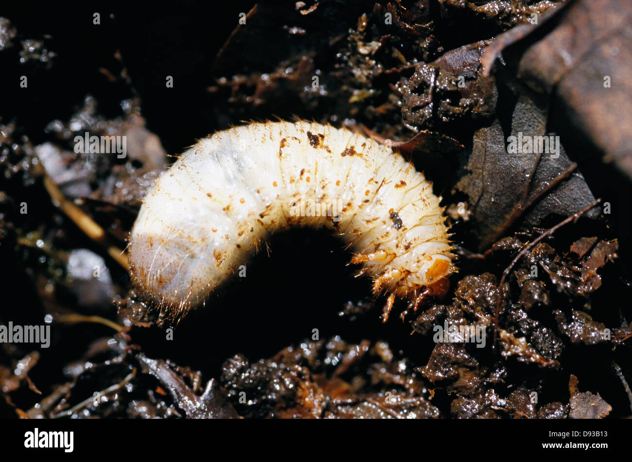 Larva horizontal hi-res stock photography and images - Alamy