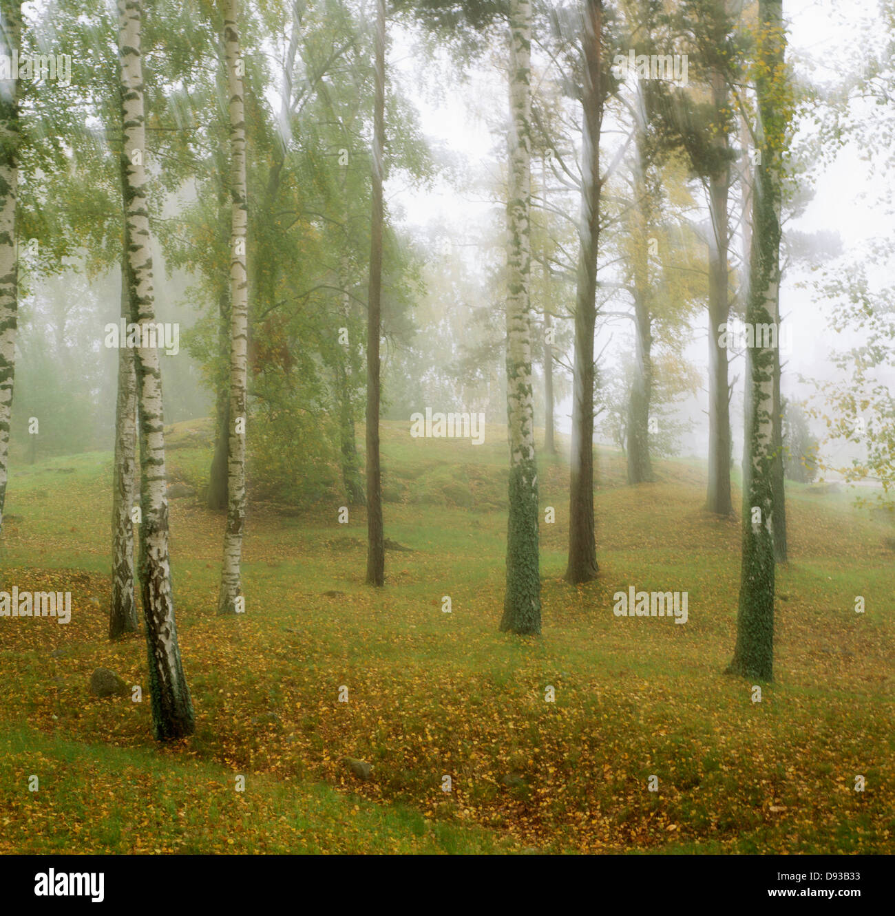 Trees in forest Stock Photo - Alamy