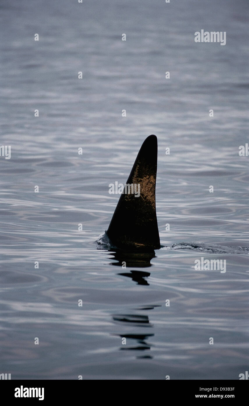 Toothed Fin High Resolution Stock Photography and Images - Alamy