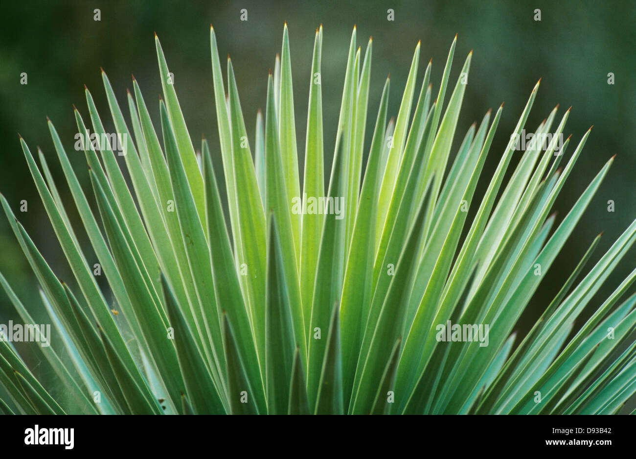 Plants with pointed leaves hi-res stock photography and images - Alamy