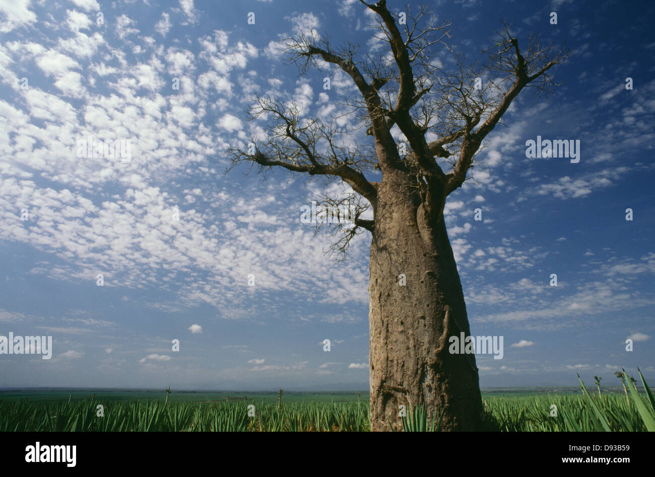 Abundant barren hi-res stock photography and images - Alamy