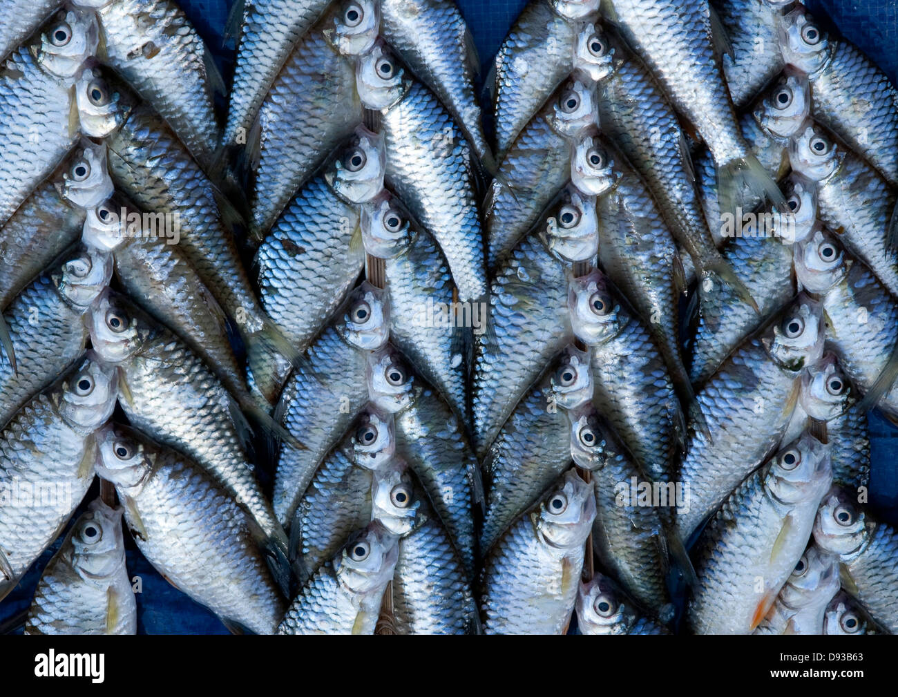 Mekong Fishes On A Market, Pakse, Laos Stock Photo - Alamy