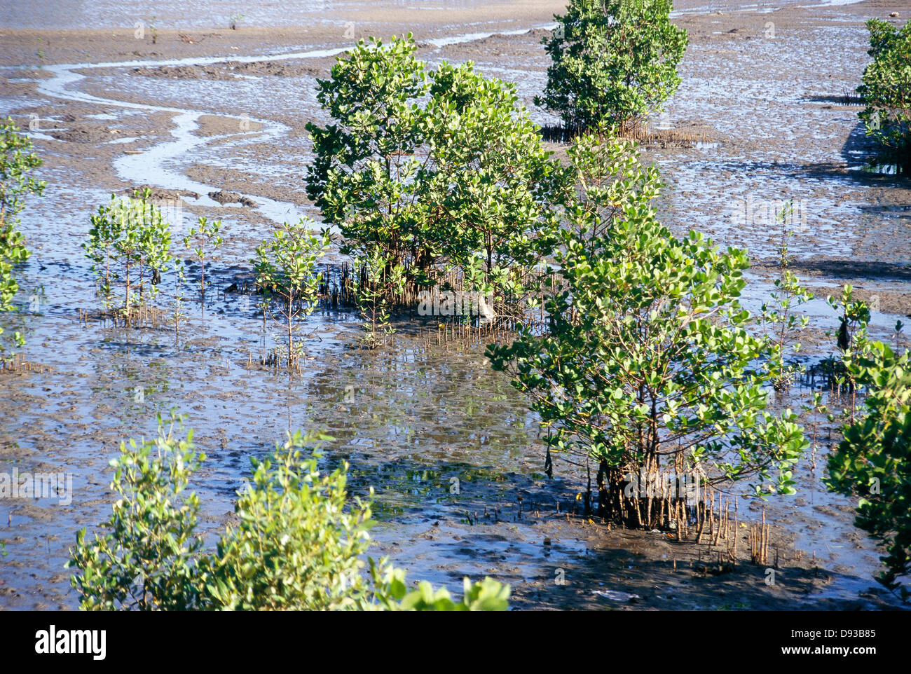 Trees in wetland Stock Photo - Alamy