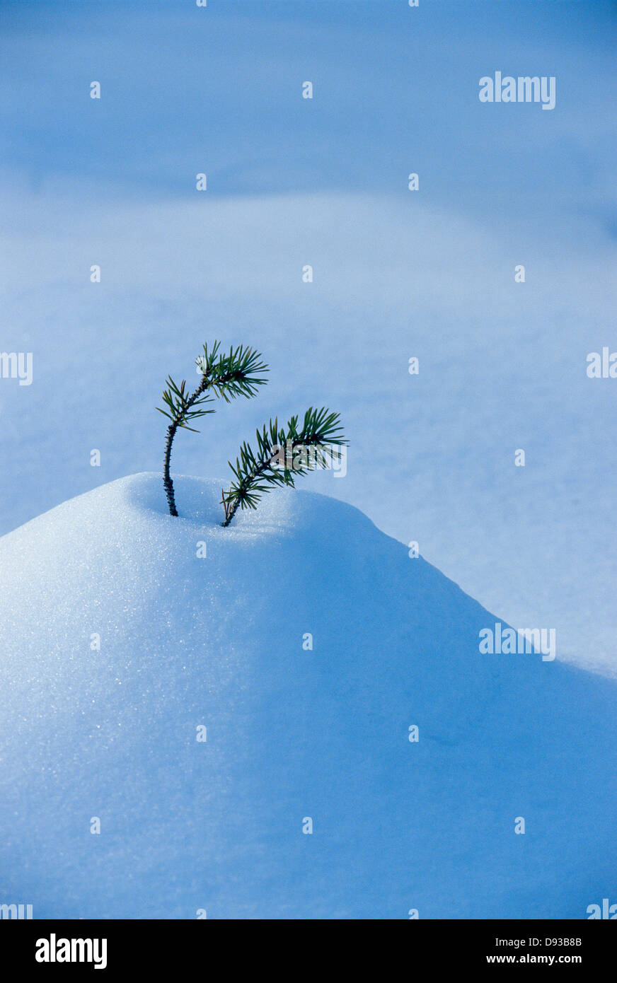 Plants in snow, close-up Stock Photo - Alamy