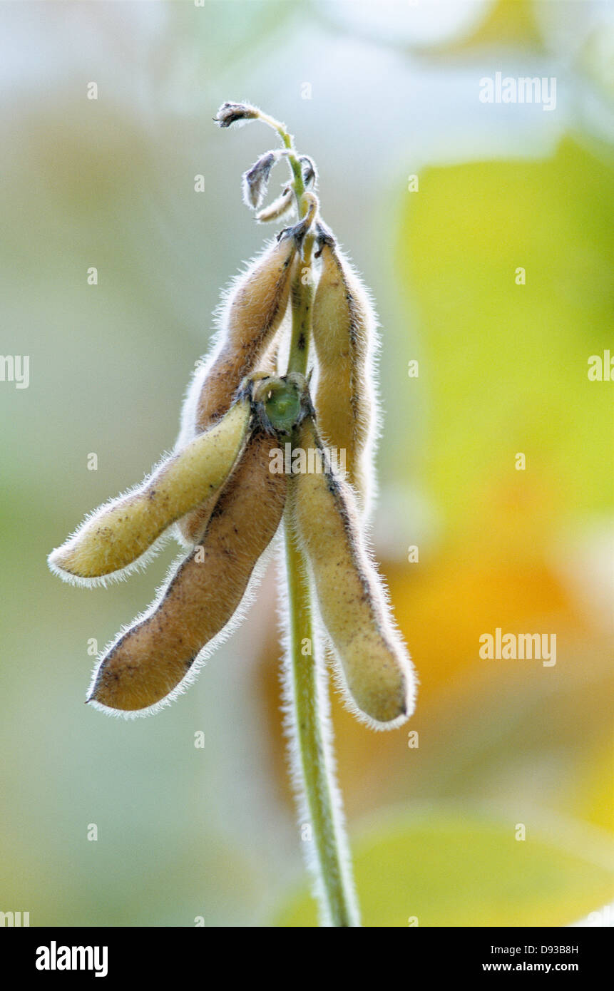 Leguminous growth hi-res stock photography and images - Alamy