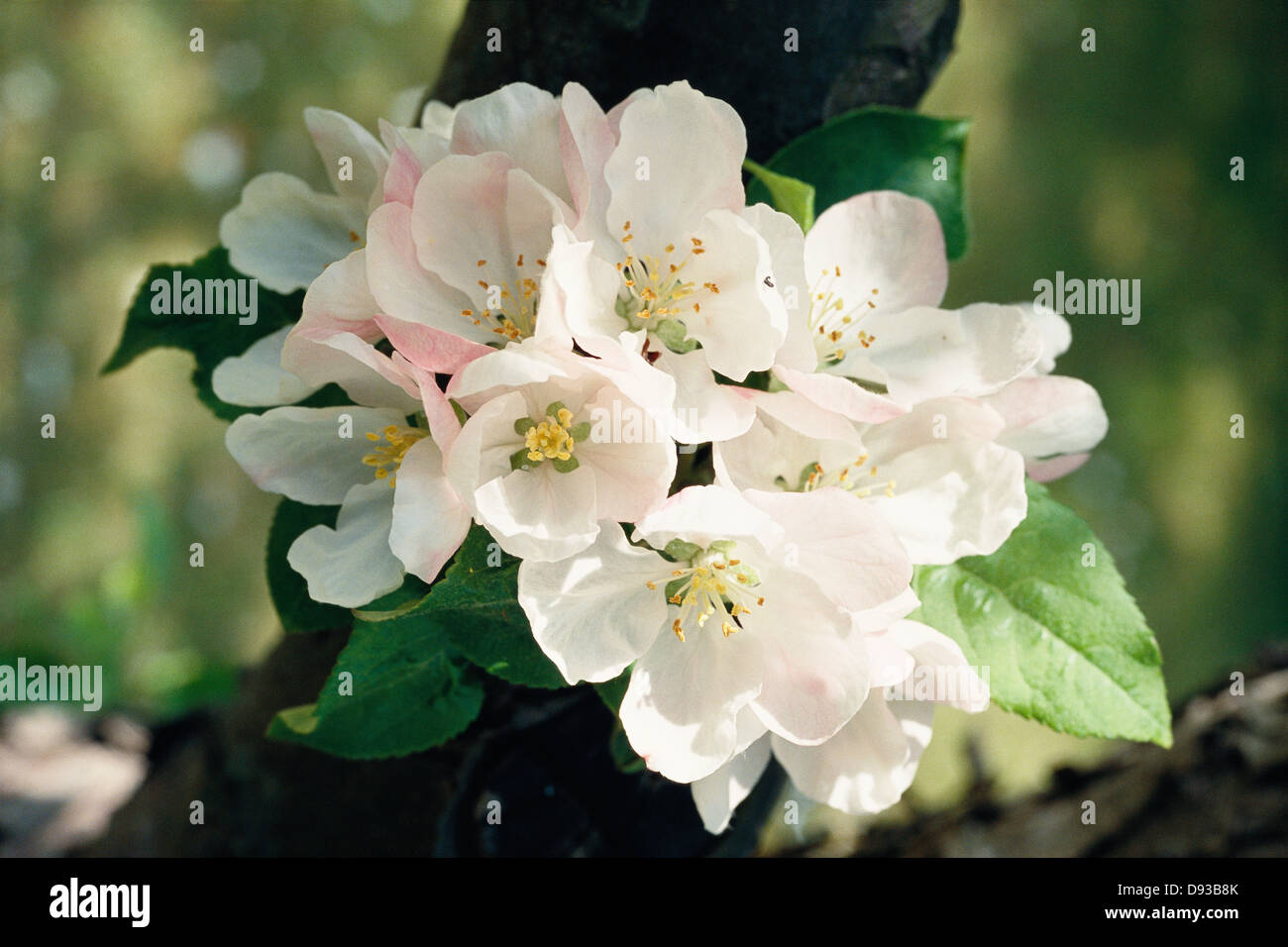 White flowers, close-up Stock Photo - Alamy